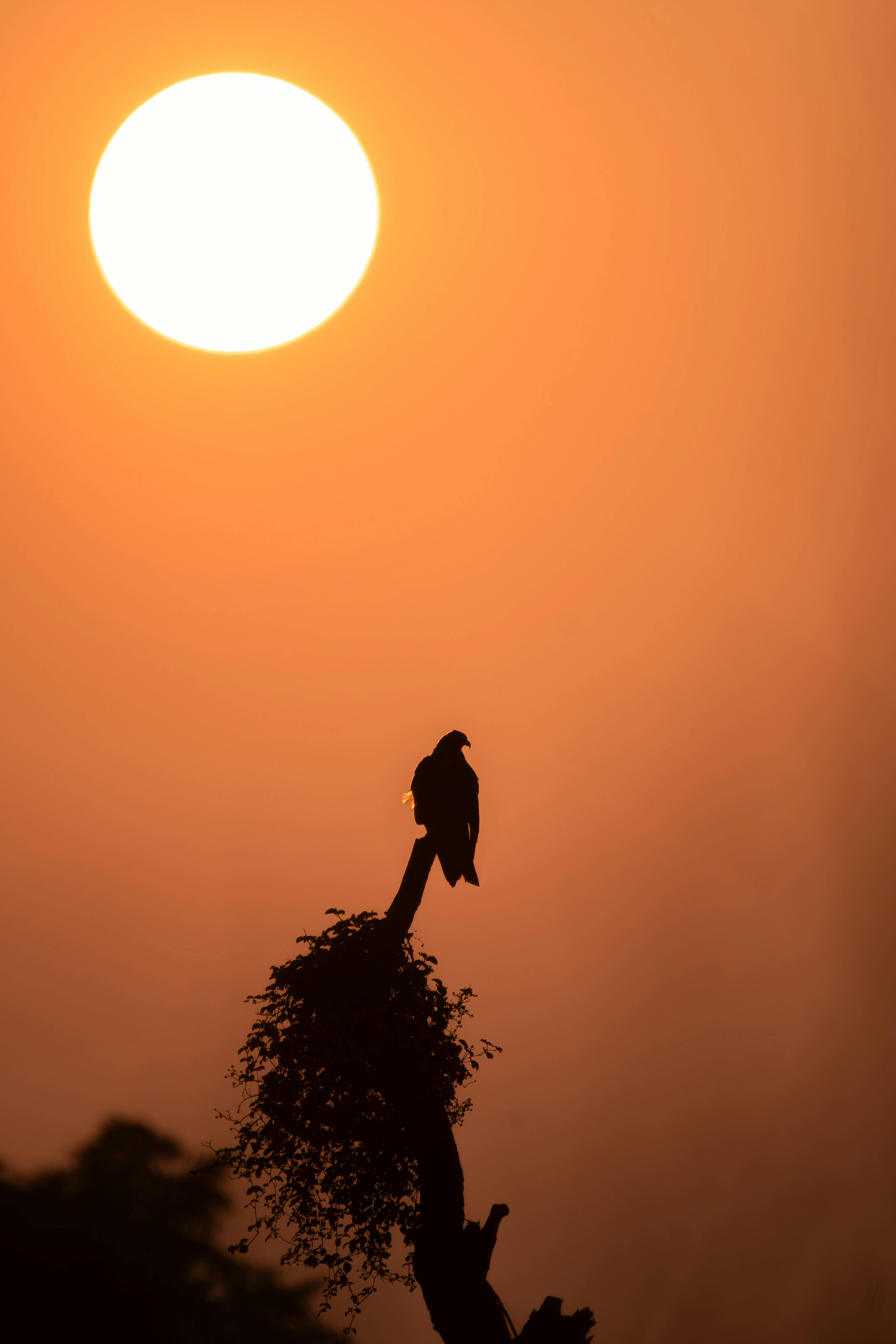 birds on trees · Free Stock Photo