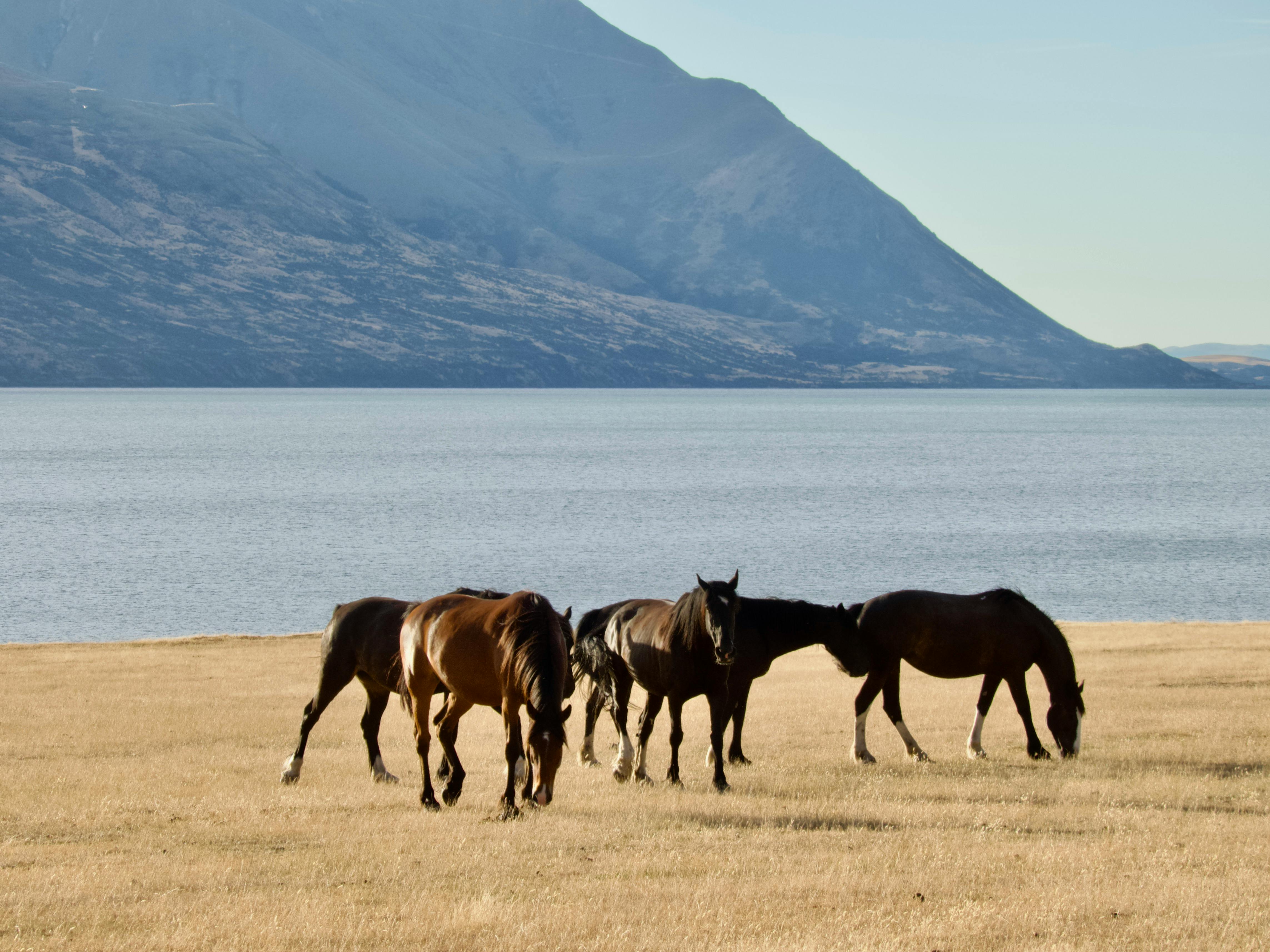Wild Horses in Nature · Free Stock Photo