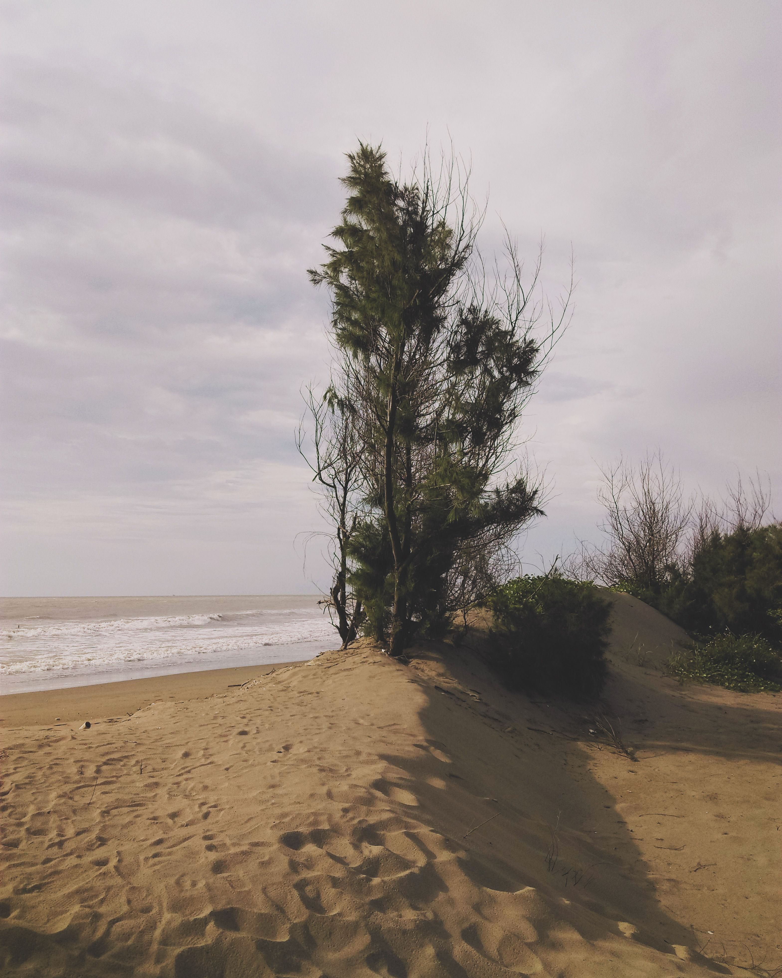 Tree on Beach · Free Stock Photo
