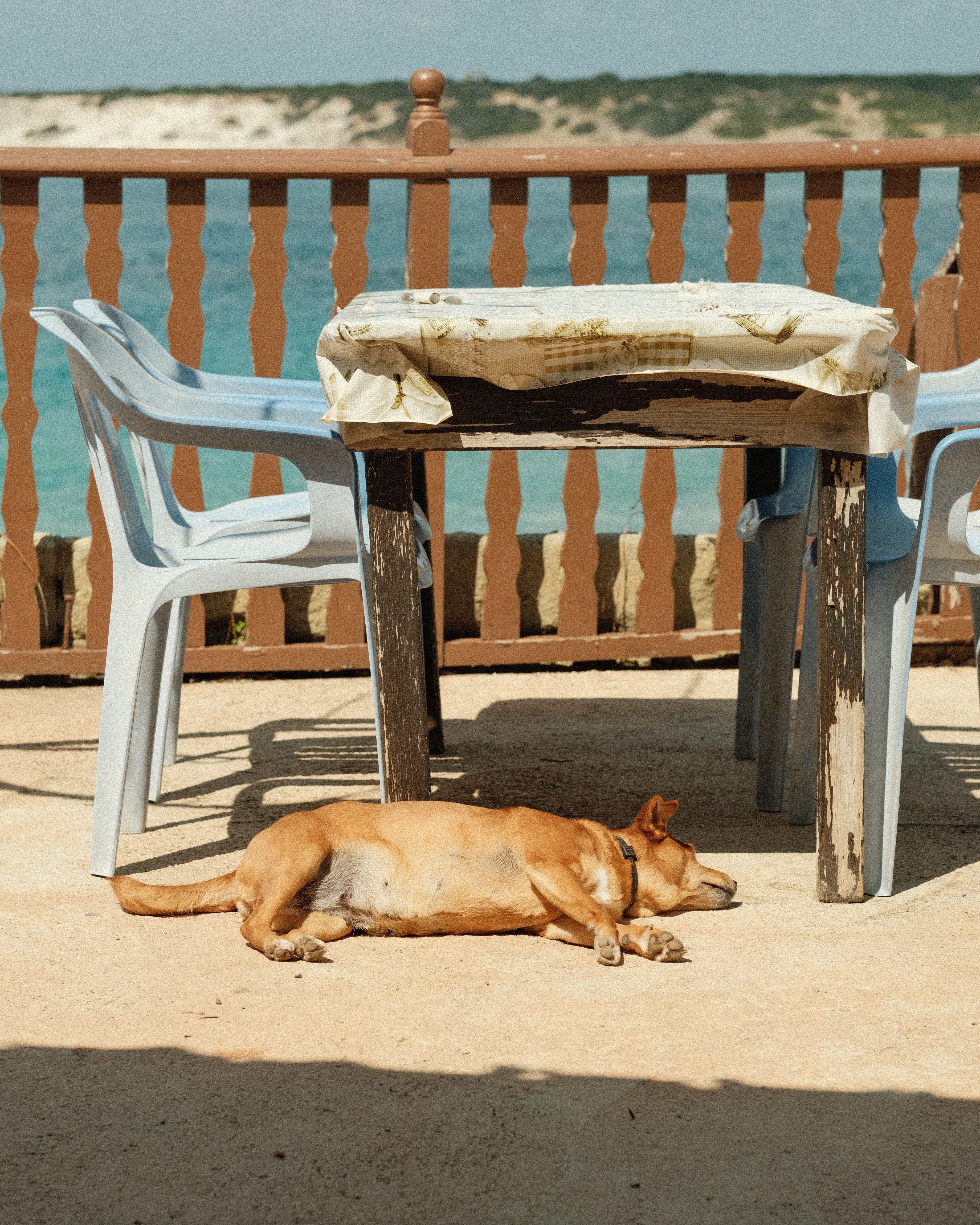 A Dog Lying on the Terrace by a Table · Free Stock Photo