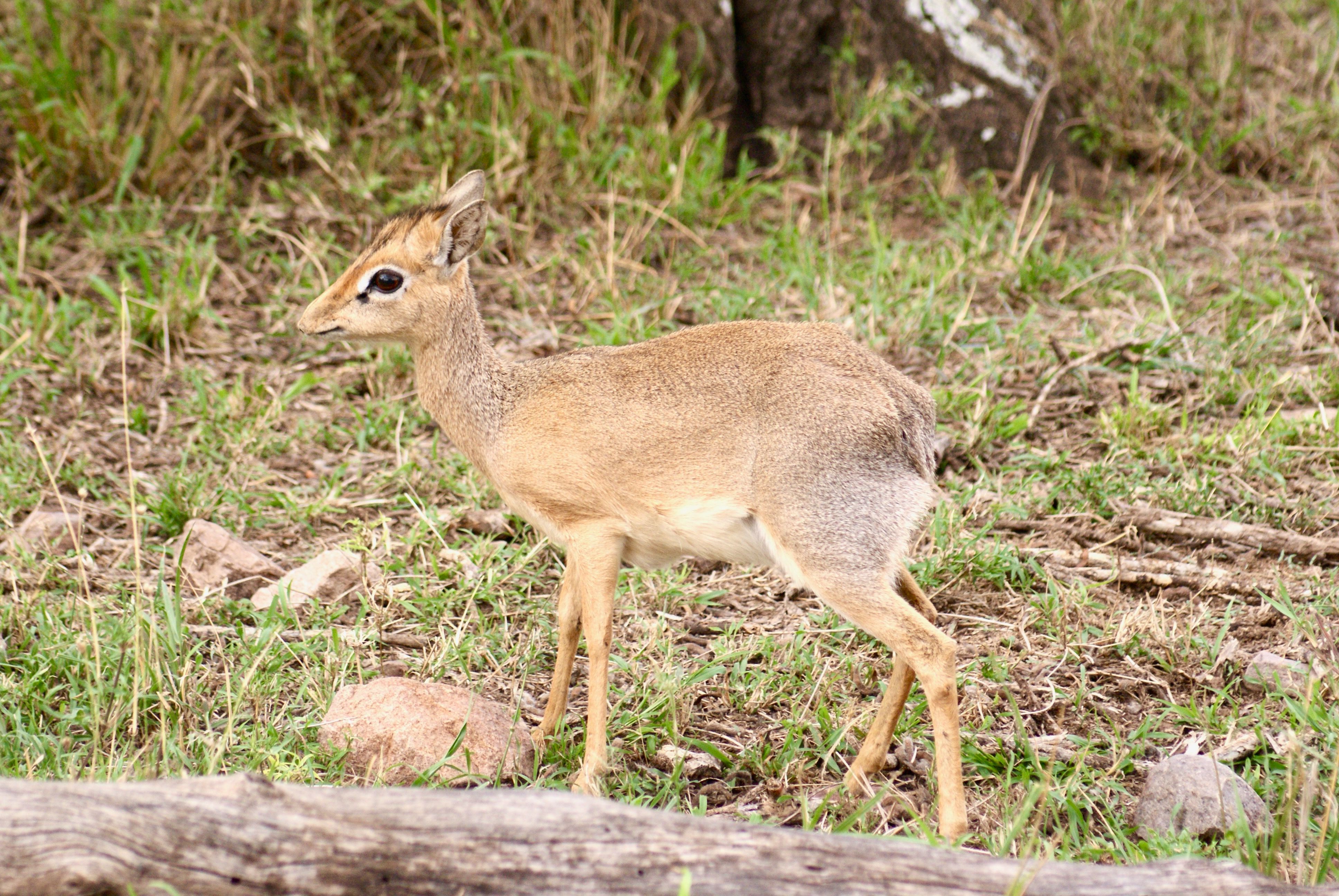 Dik Dik Photos, Download The BEST Free Dik Dik Stock Photos & HD Images