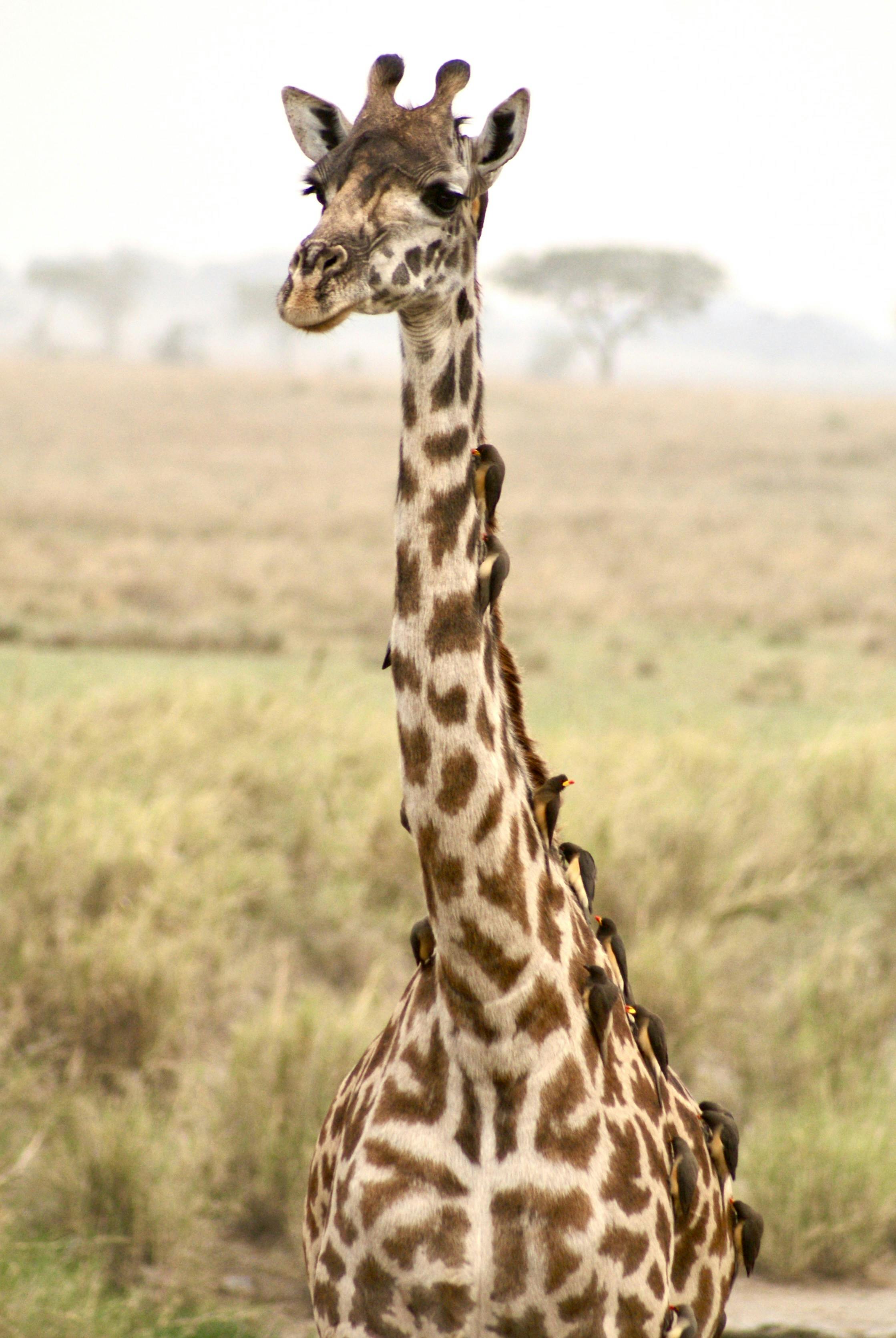 Photo of a Giraffe Standing on a Grass Field · Free Stock Photo