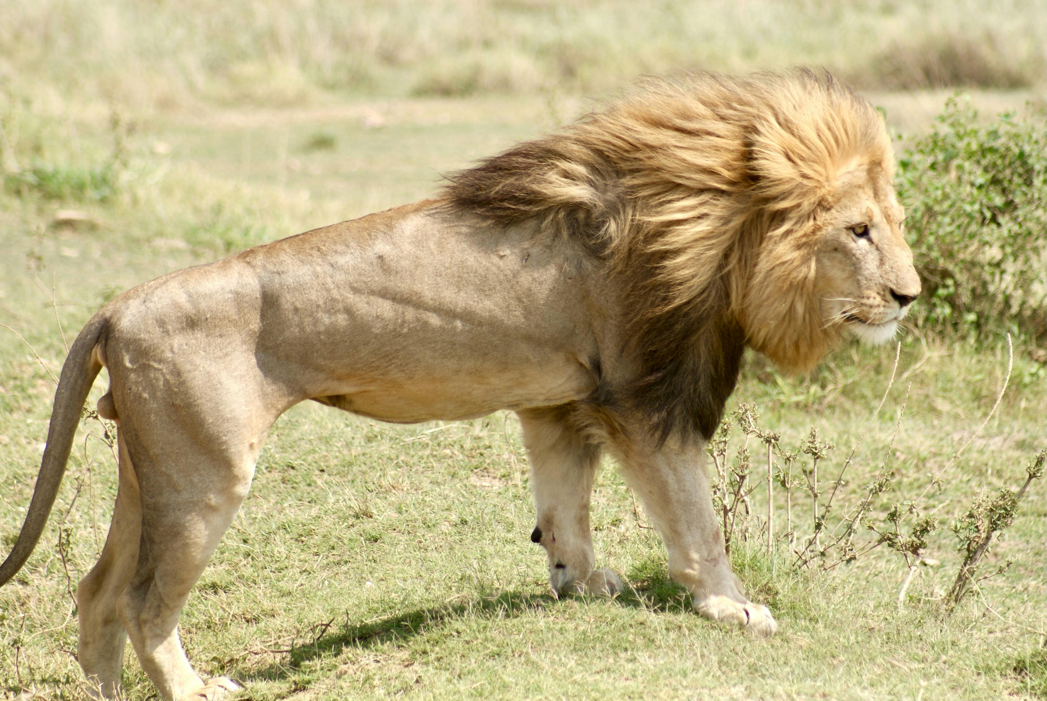Lion in Nature · Free Stock Photo