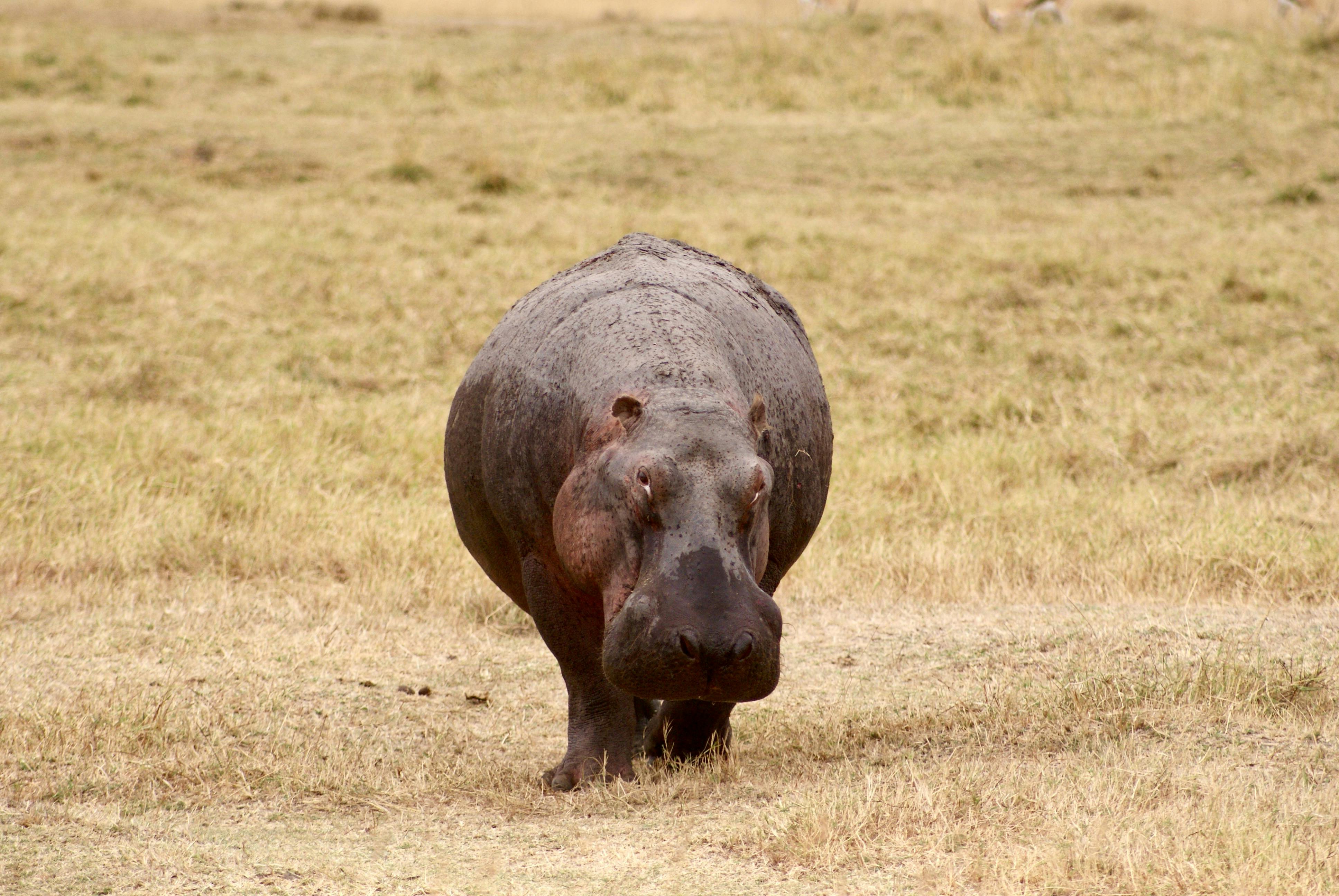 A Hippopotamus Walking on a Dry Grass Field · Free Stock Photo