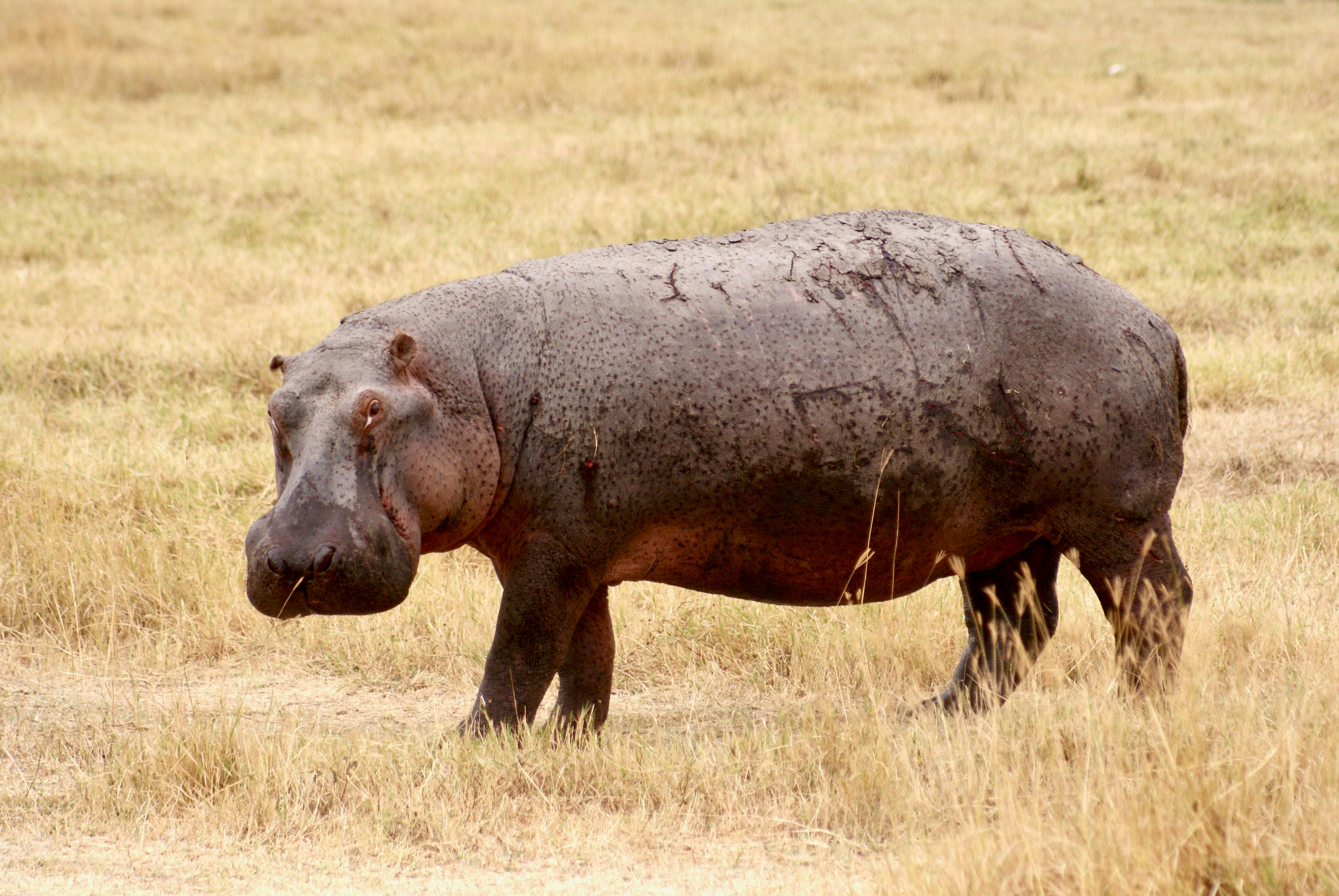Black Hippopotamus Laying on Ground during Daytime · Free Stock Photo