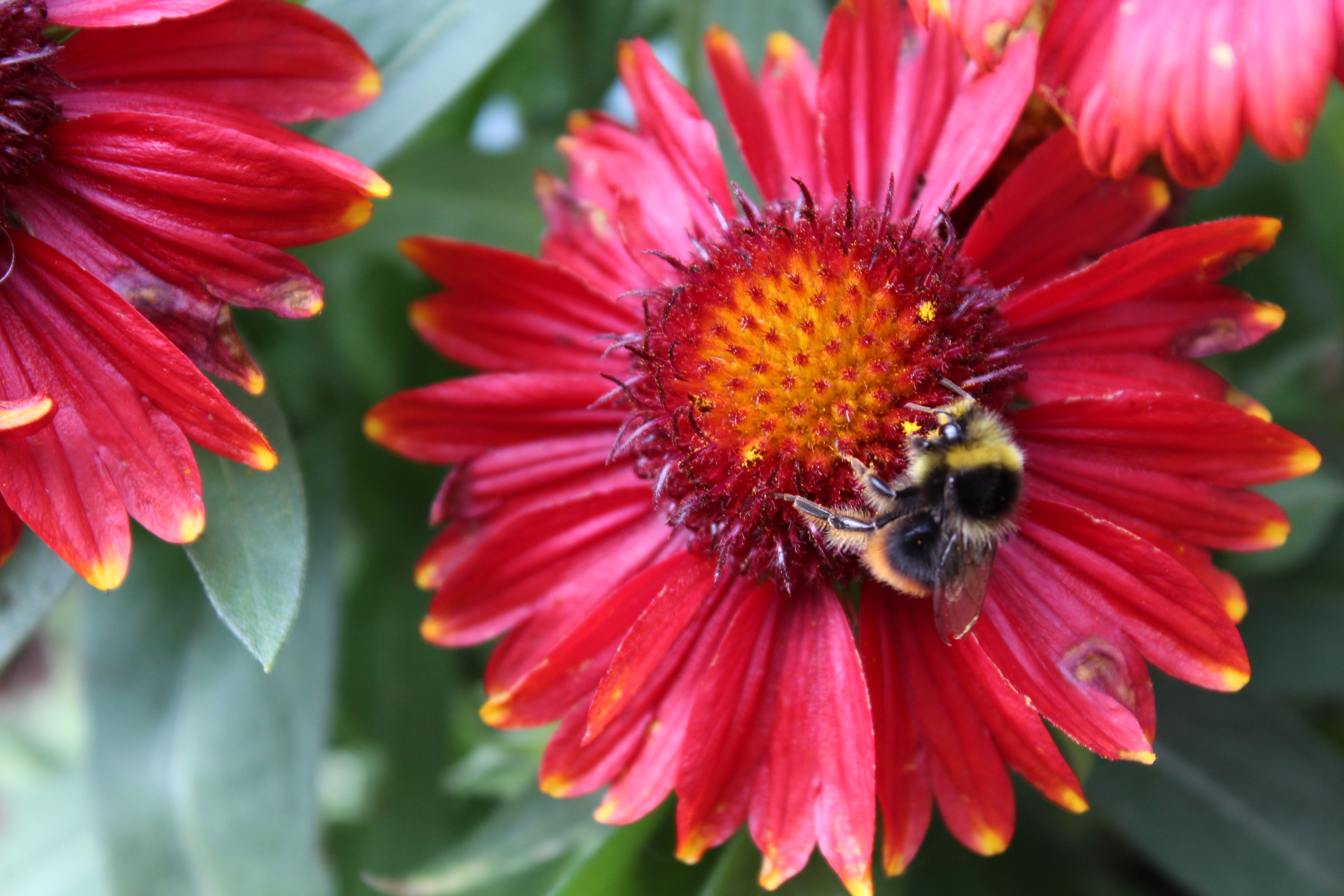 Bee on Red, Exotic Flower · Free Stock Photo