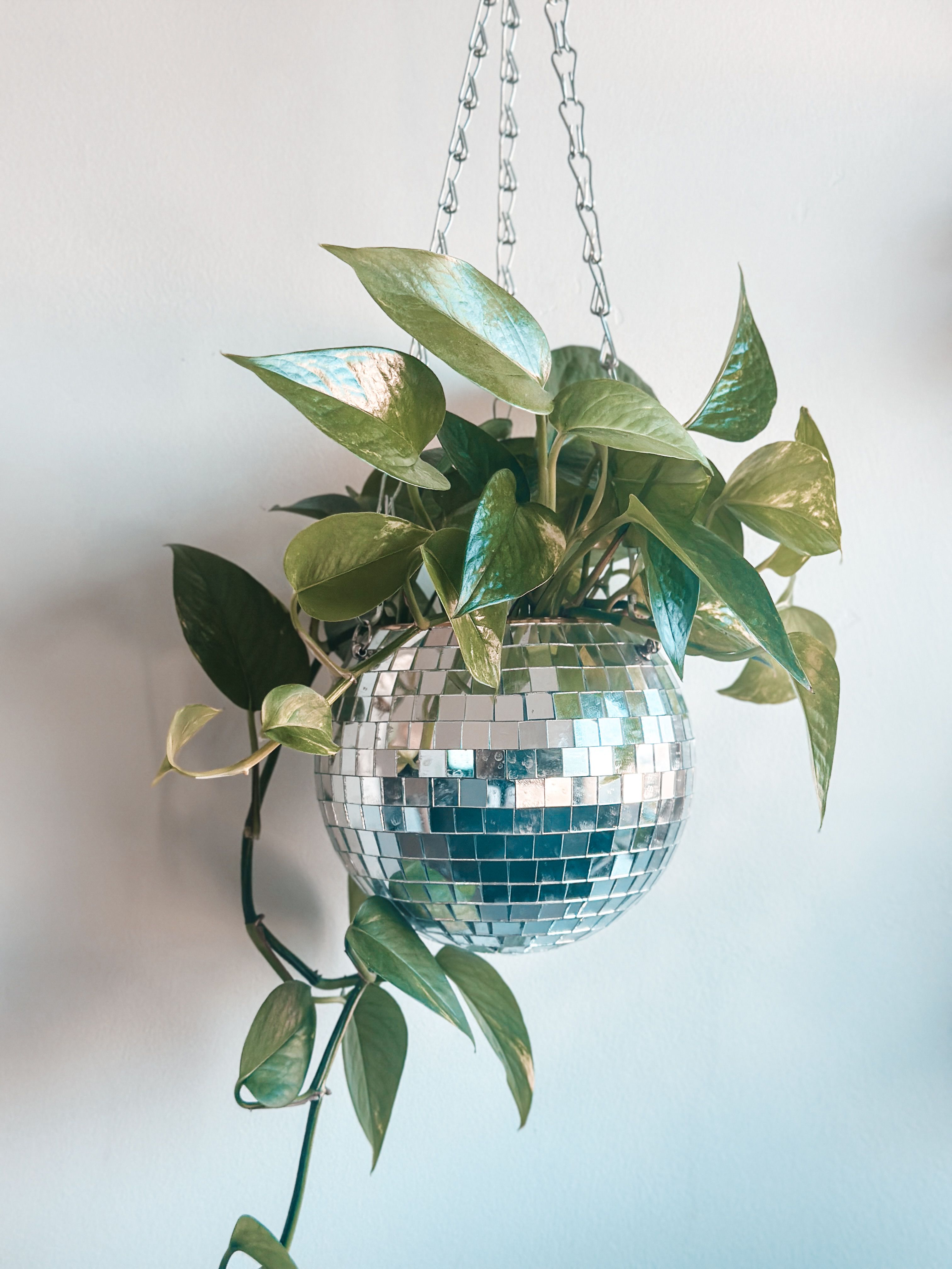 Plant in Disco Ball Flowerpot · Free Stock Photo