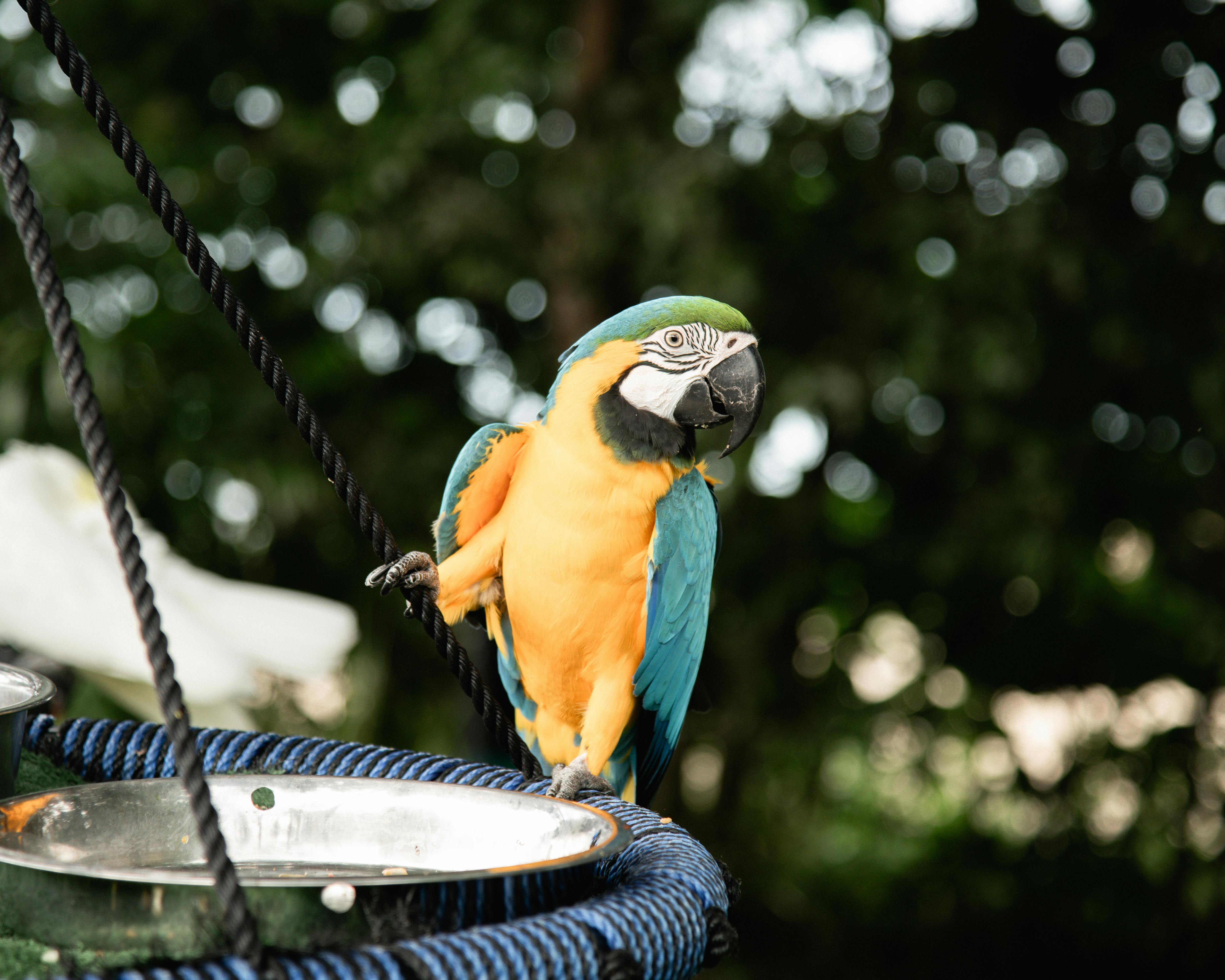 Parrot Intelligence Photos, Download The BEST Free Parrot Intelligence ...
