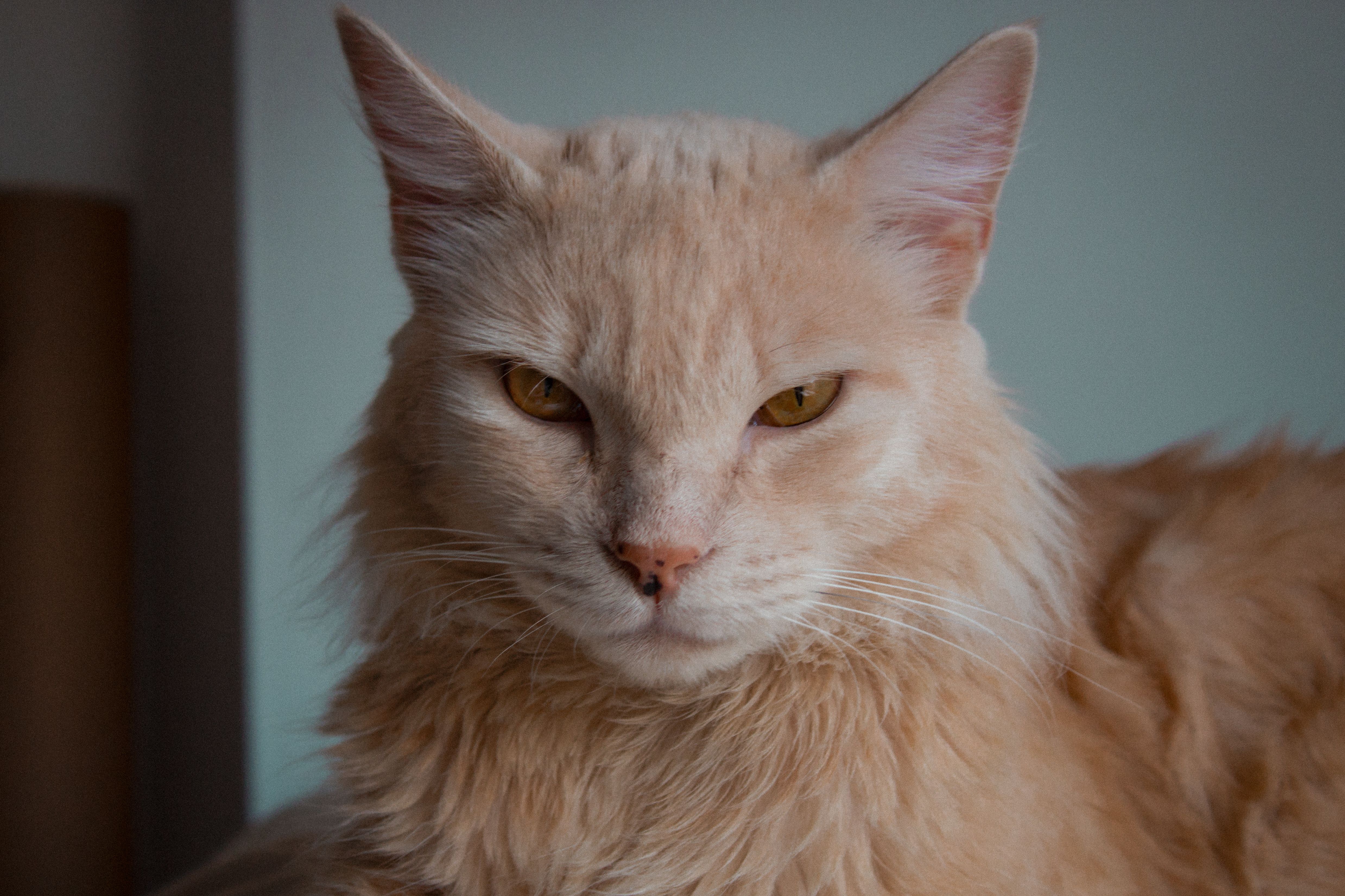 Close-Up Portrait of a Fluffy Ginger Cat · Free Stock Photo