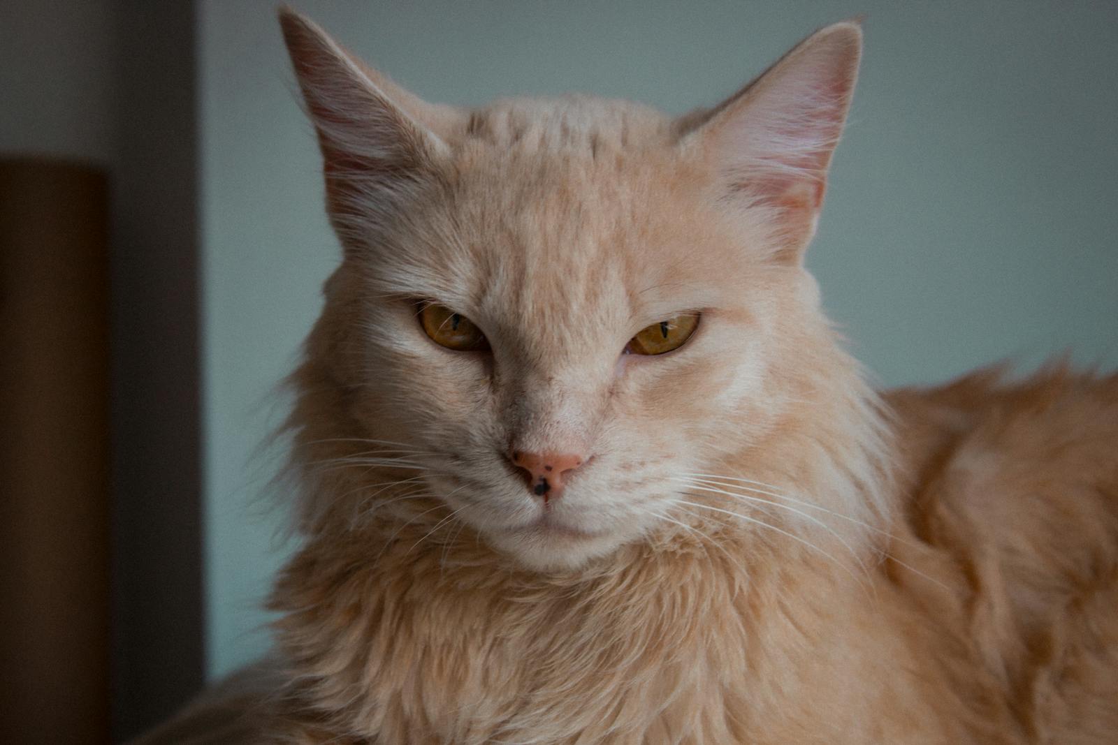 Orange Cat Photos, Download The BEST Free Orange Cat Stock Photos & HD ...