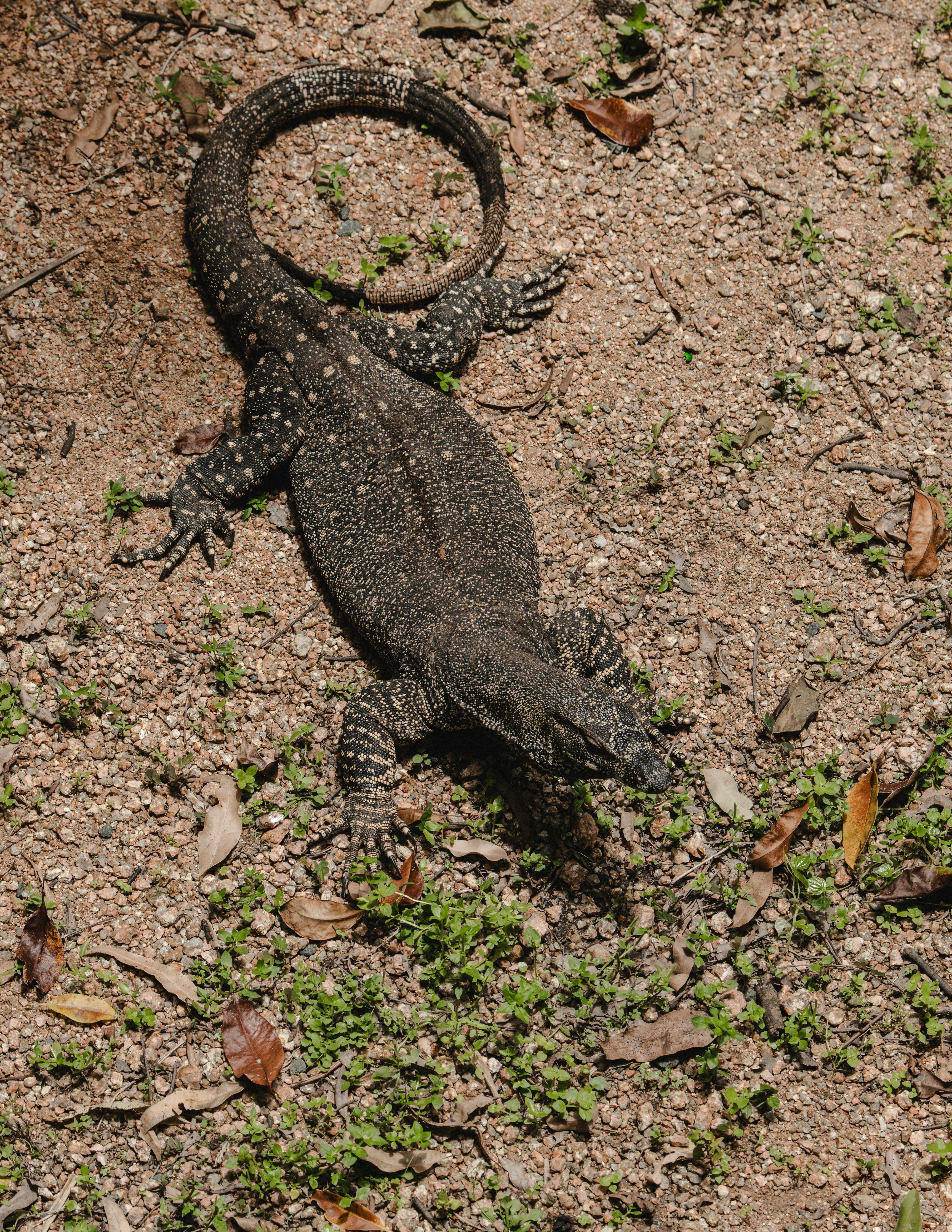 Monitor Lizard Photos, Download The BEST Free Monitor Lizard Stock ...