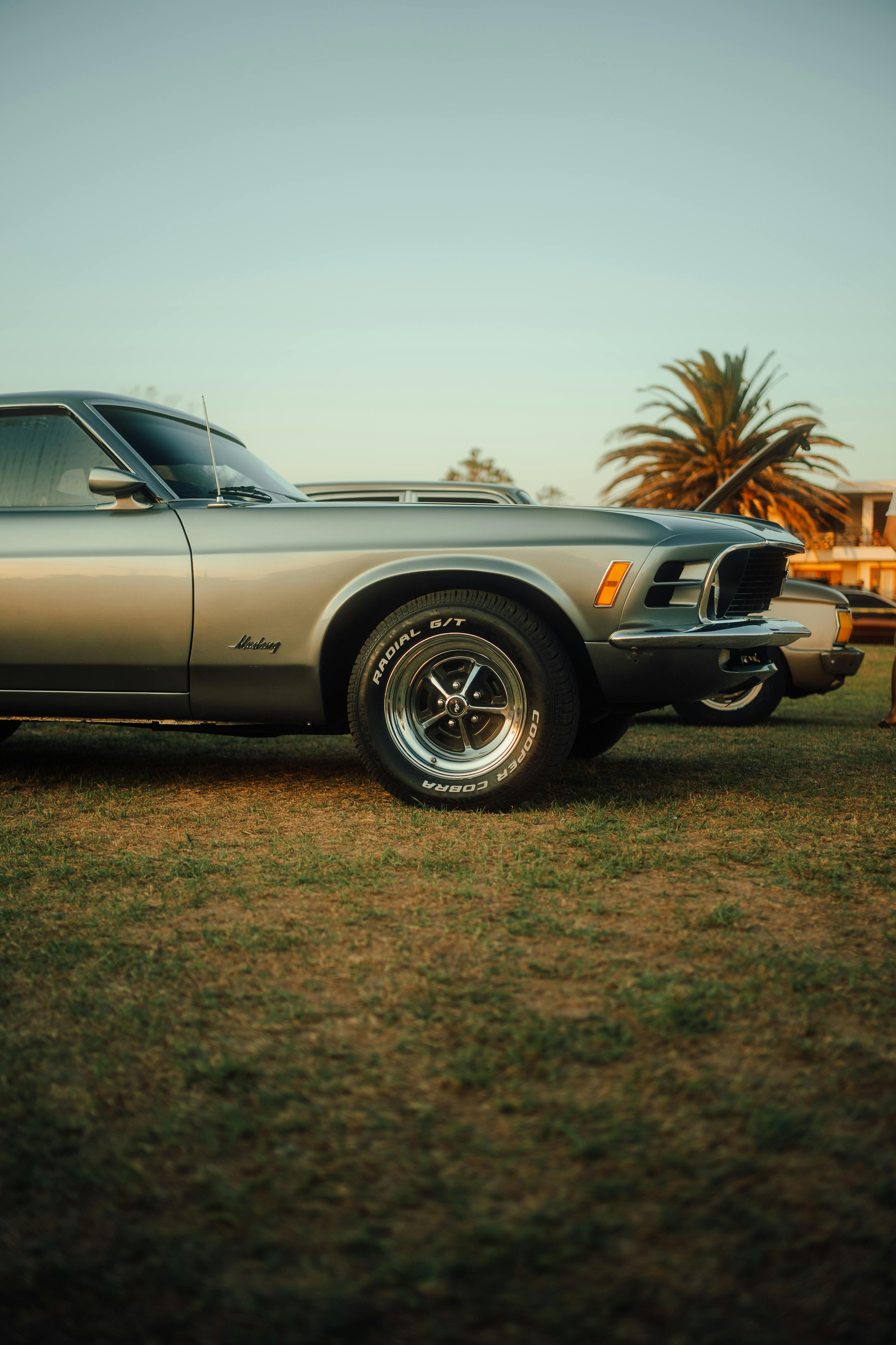 Mustangs Photos, Download The BEST Free Mustangs Stock Photos & HD Images