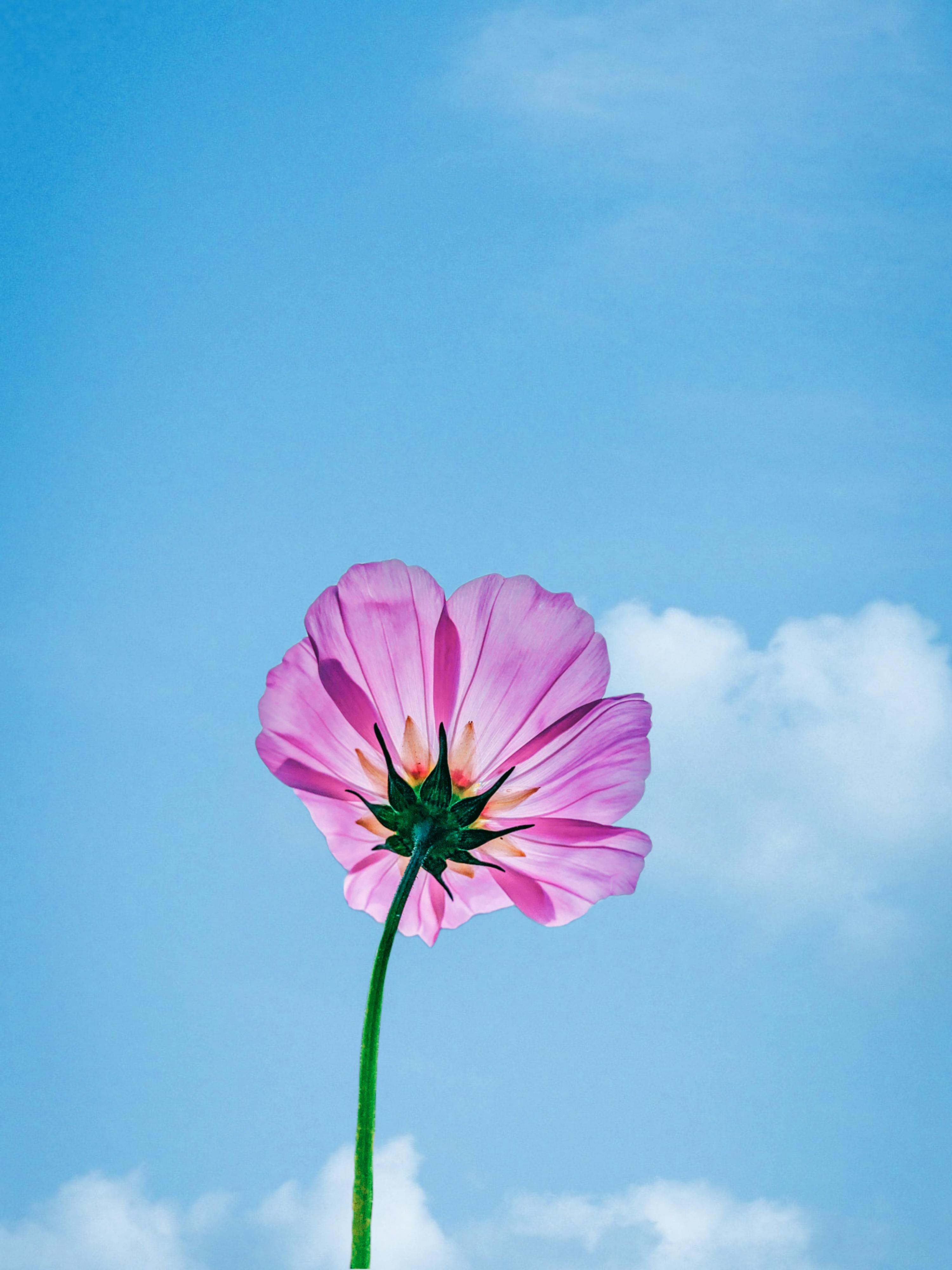 Pink Petaled Flower · Free Stock Photo
