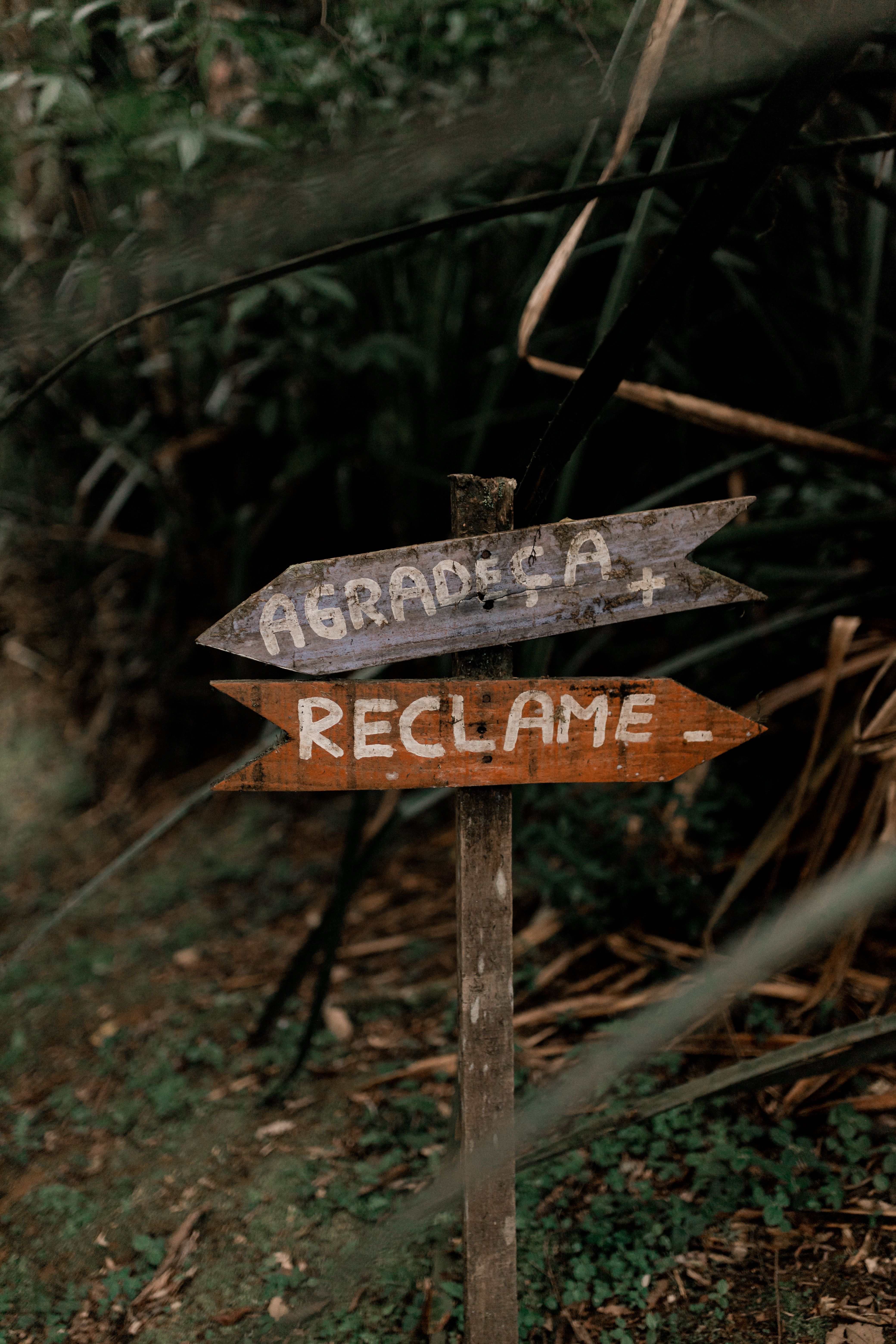 Boards on Wooden Post in Forest · Free Stock Photo