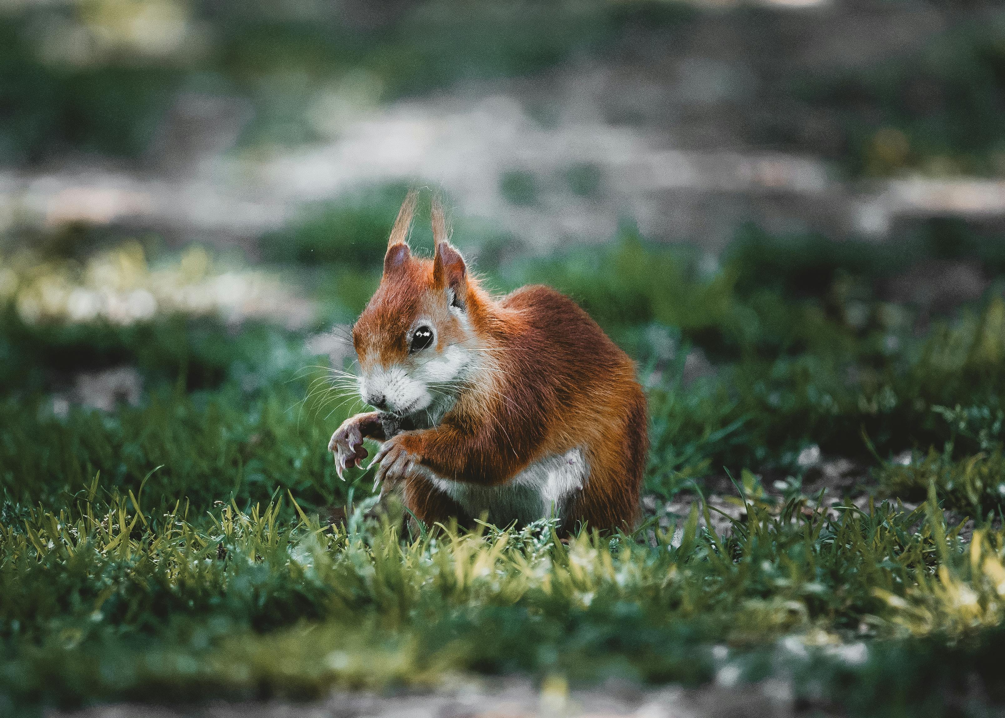 Close-up of Squirrel on Field · Free Stock Photo