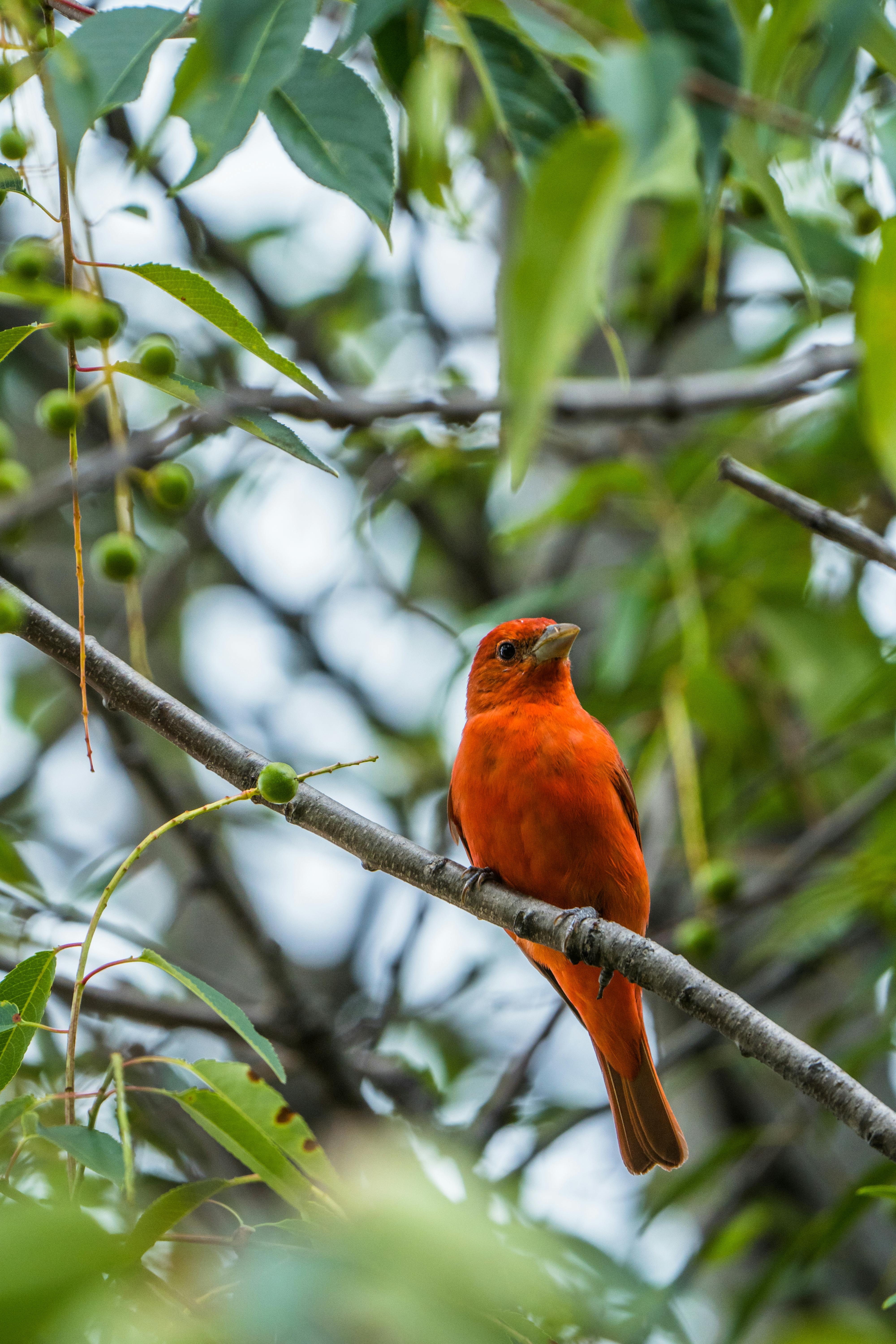 Summer Tanager Bird · Free Stock Photo