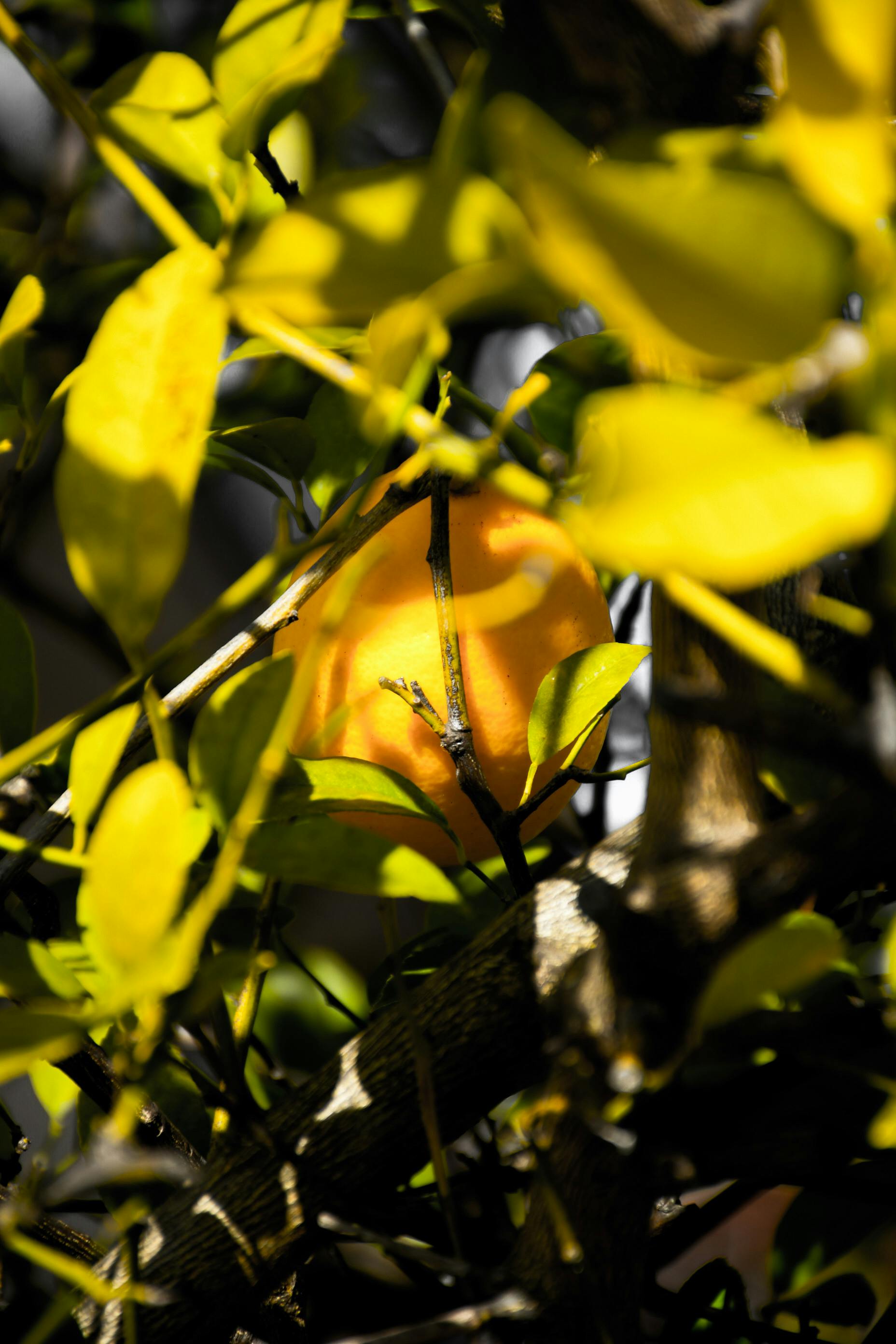 Kento Ikeda - Photography