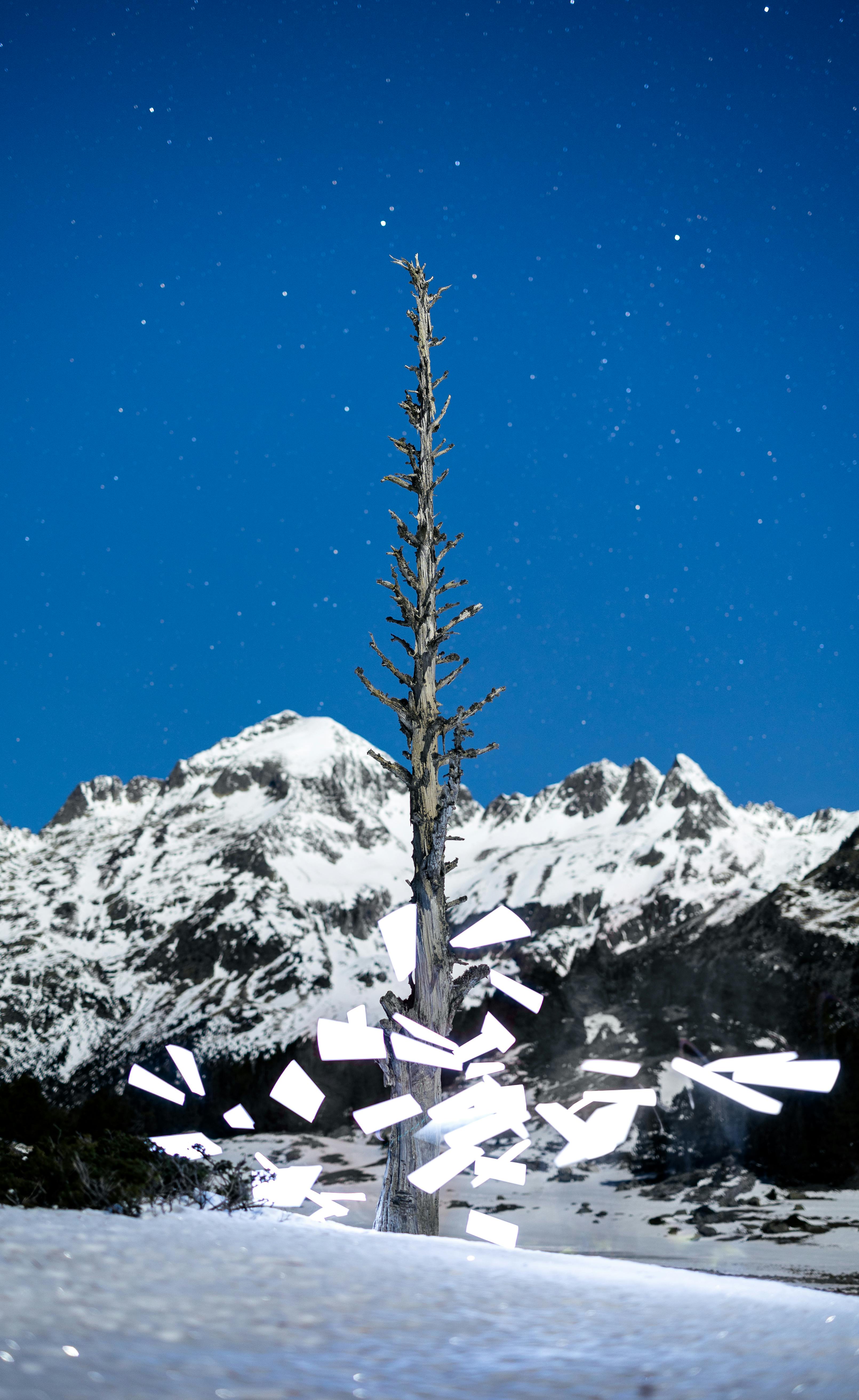 Leafless Tree · Free Stock Photo