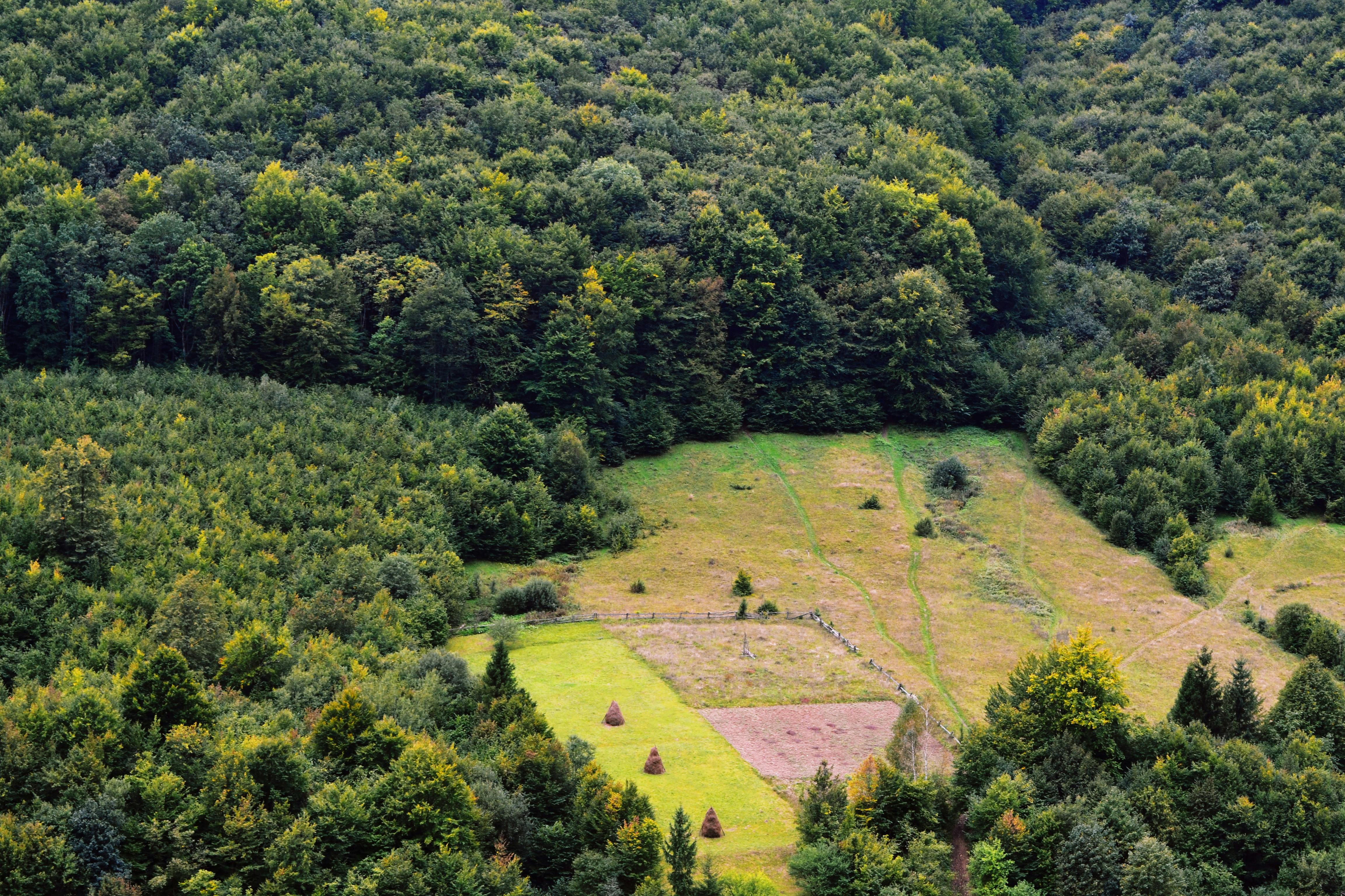 Aerial View of a Grass Field and Green Forest · Free Stock Photo