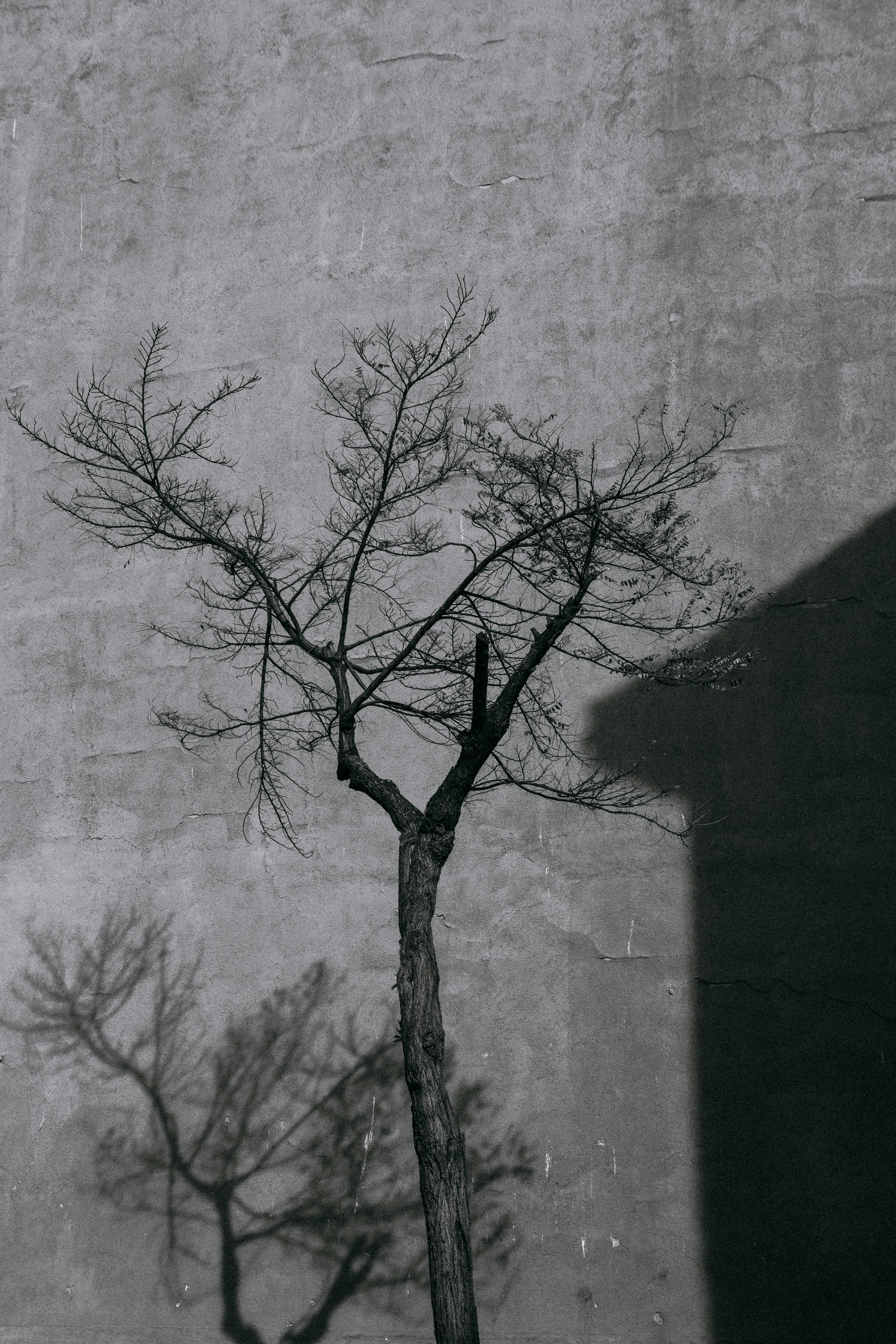 Leafless Tree is Casting Shadow on Wall · Free Stock Photo
