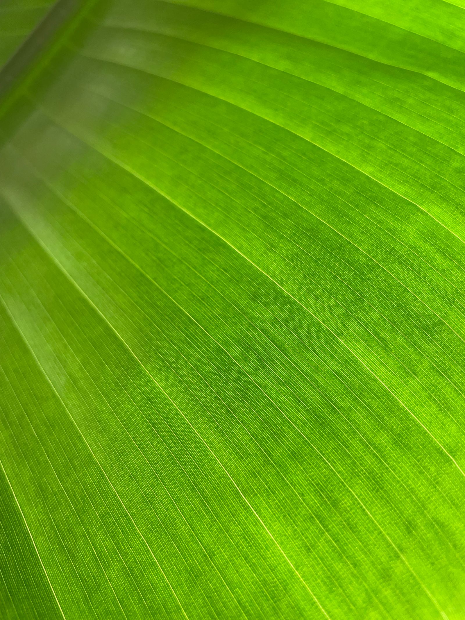 Cassava Leaf Photos, Download The BEST Free Cassava Leaf Stock Photos ...
