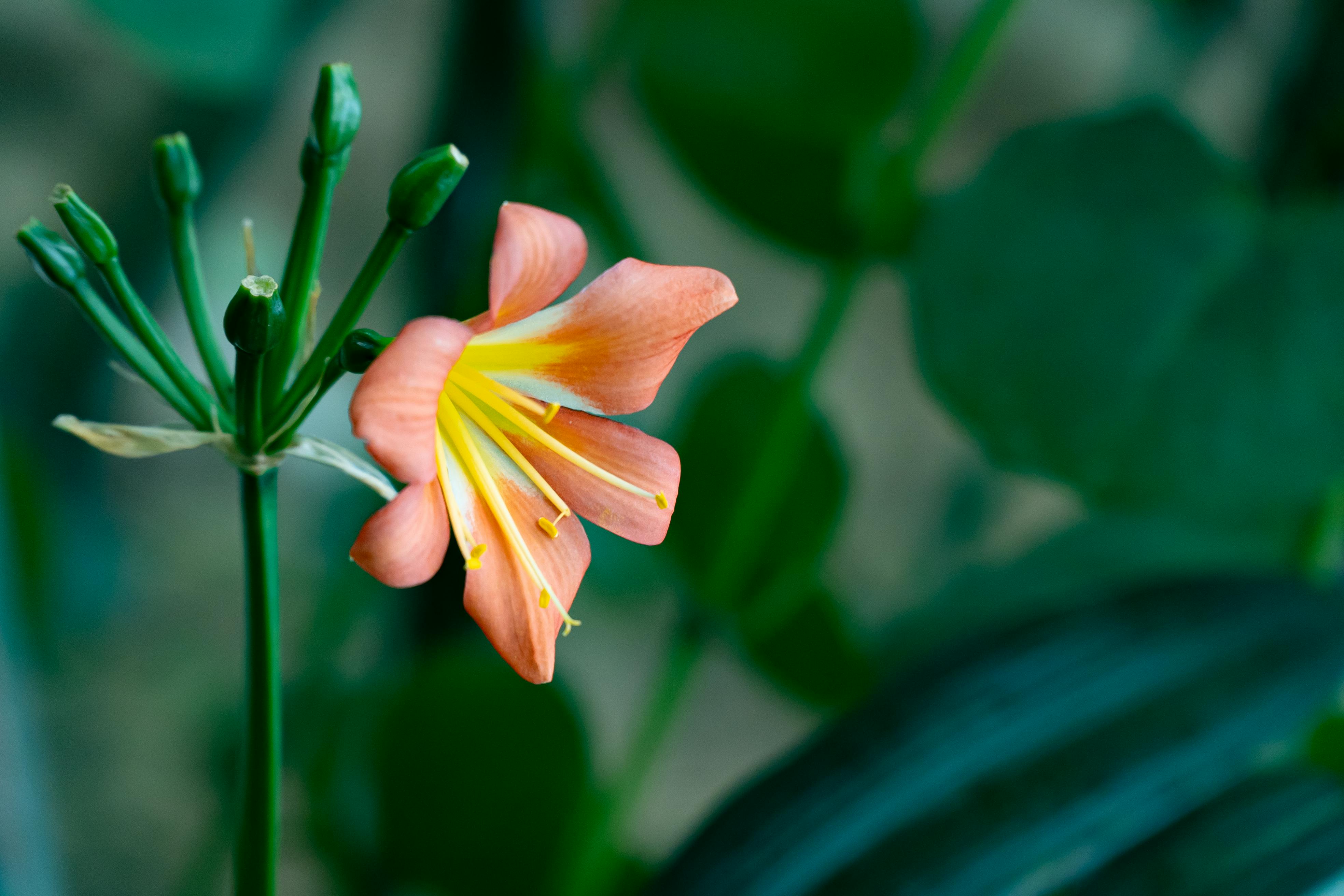 Flower with Long Yellow Stems · Free Stock Photo