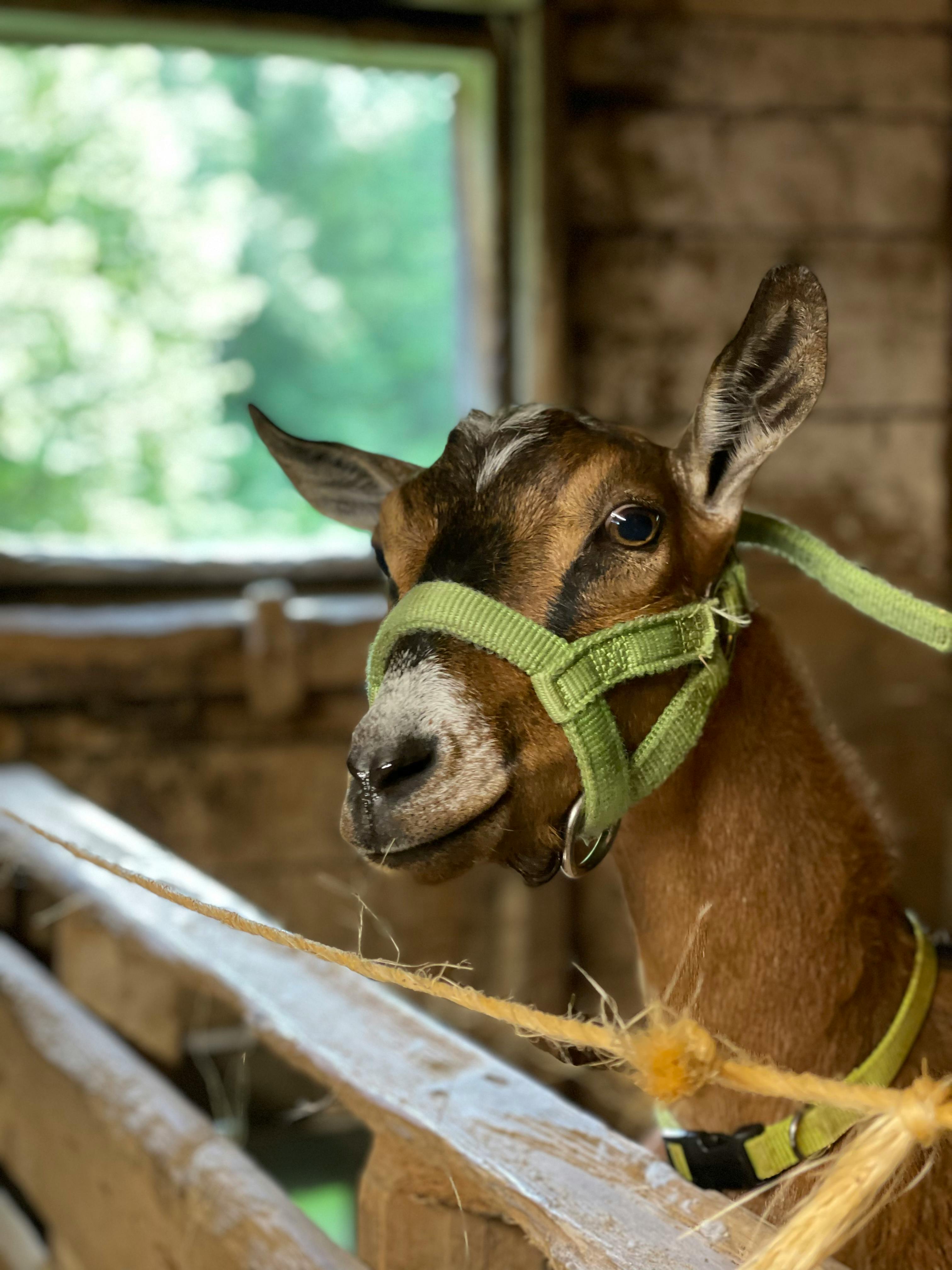 Llama with Harness Stand in Barn · Free Stock Photo