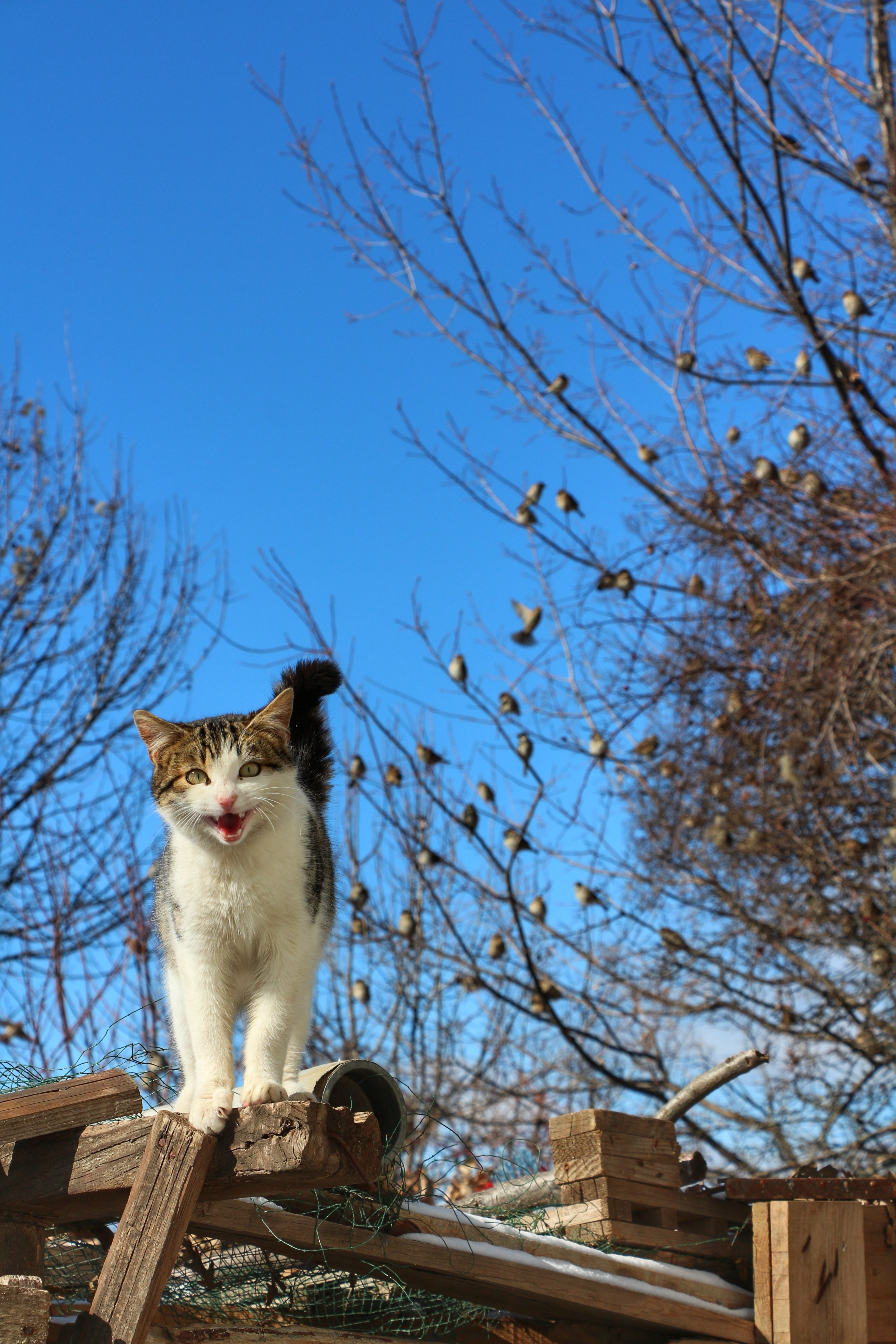 Cat Watching Birds Photos, Download The BEST Free Cat Watching Birds ...