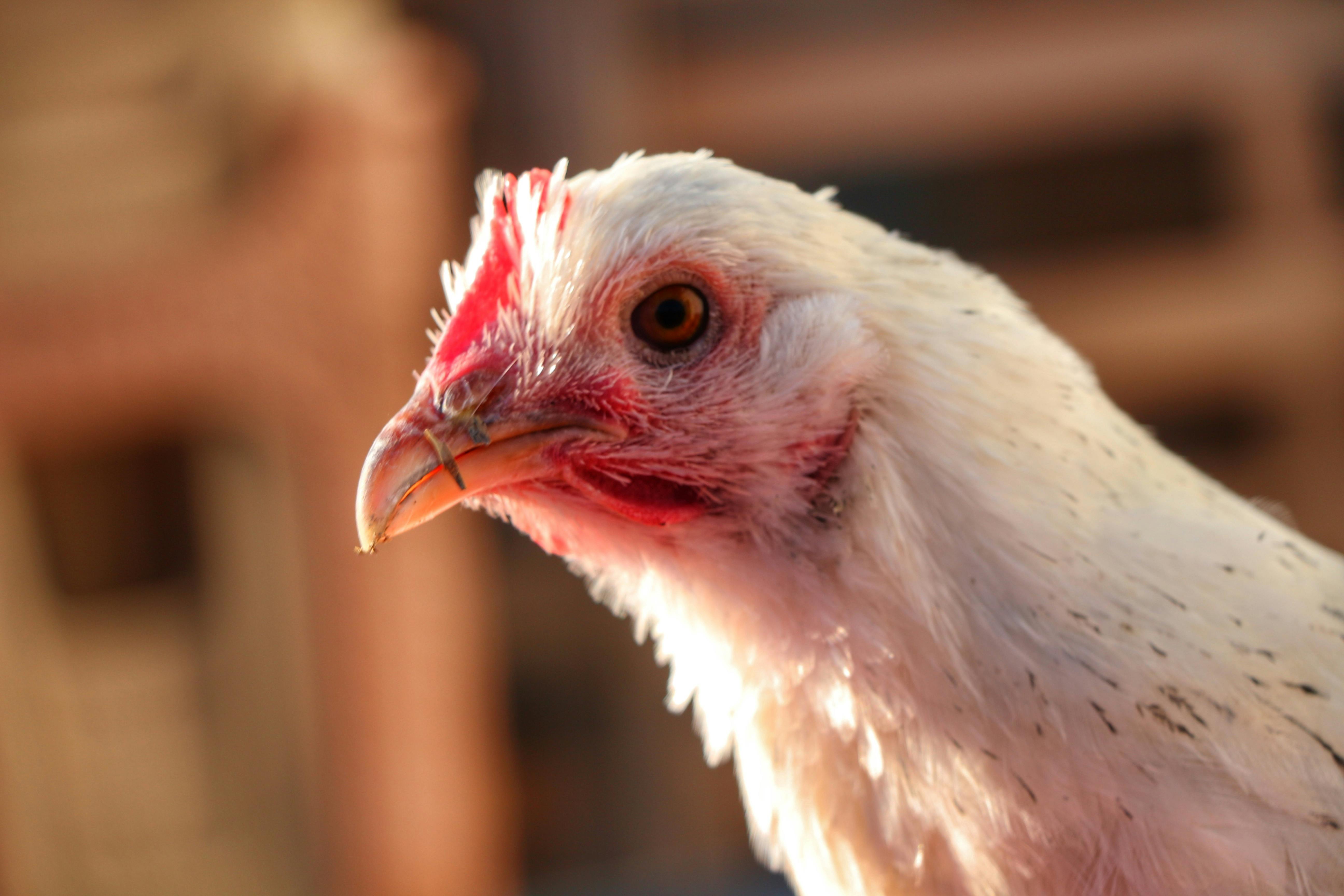 Head of Chicken · Free Stock Photo
