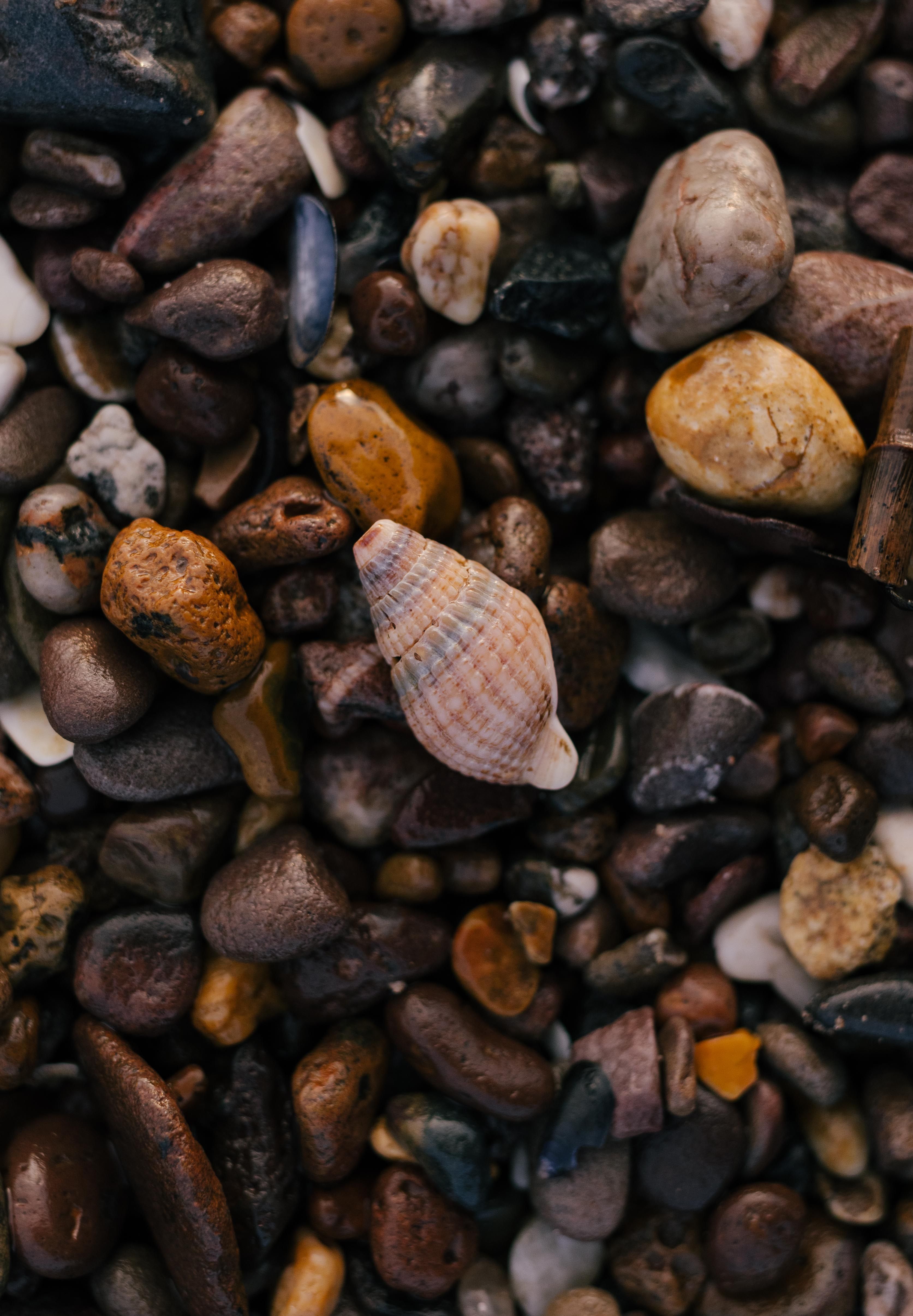 Seashell on Stones · Free Stock Photo