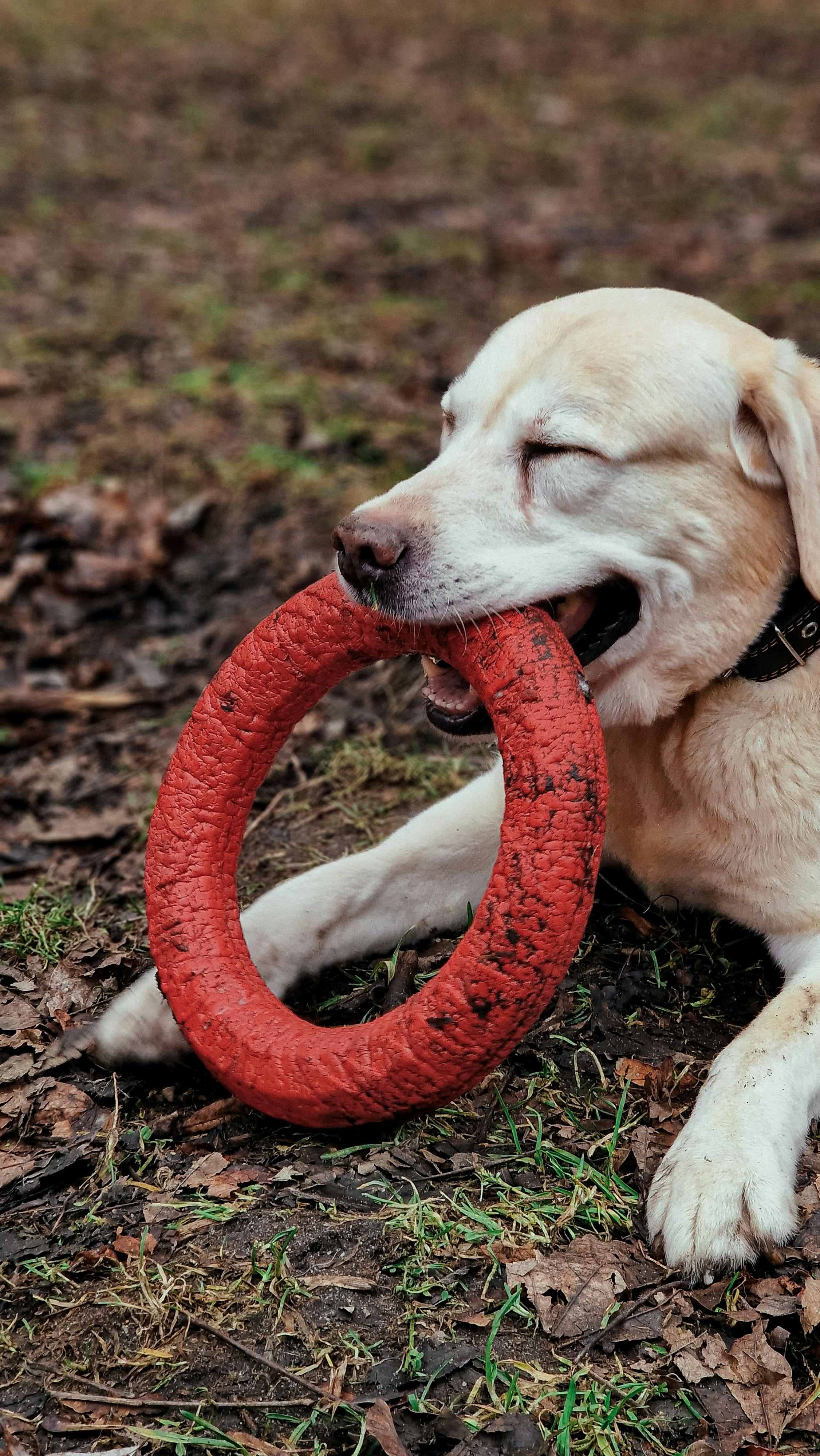 Dog Biting Toy · Free Stock Photo