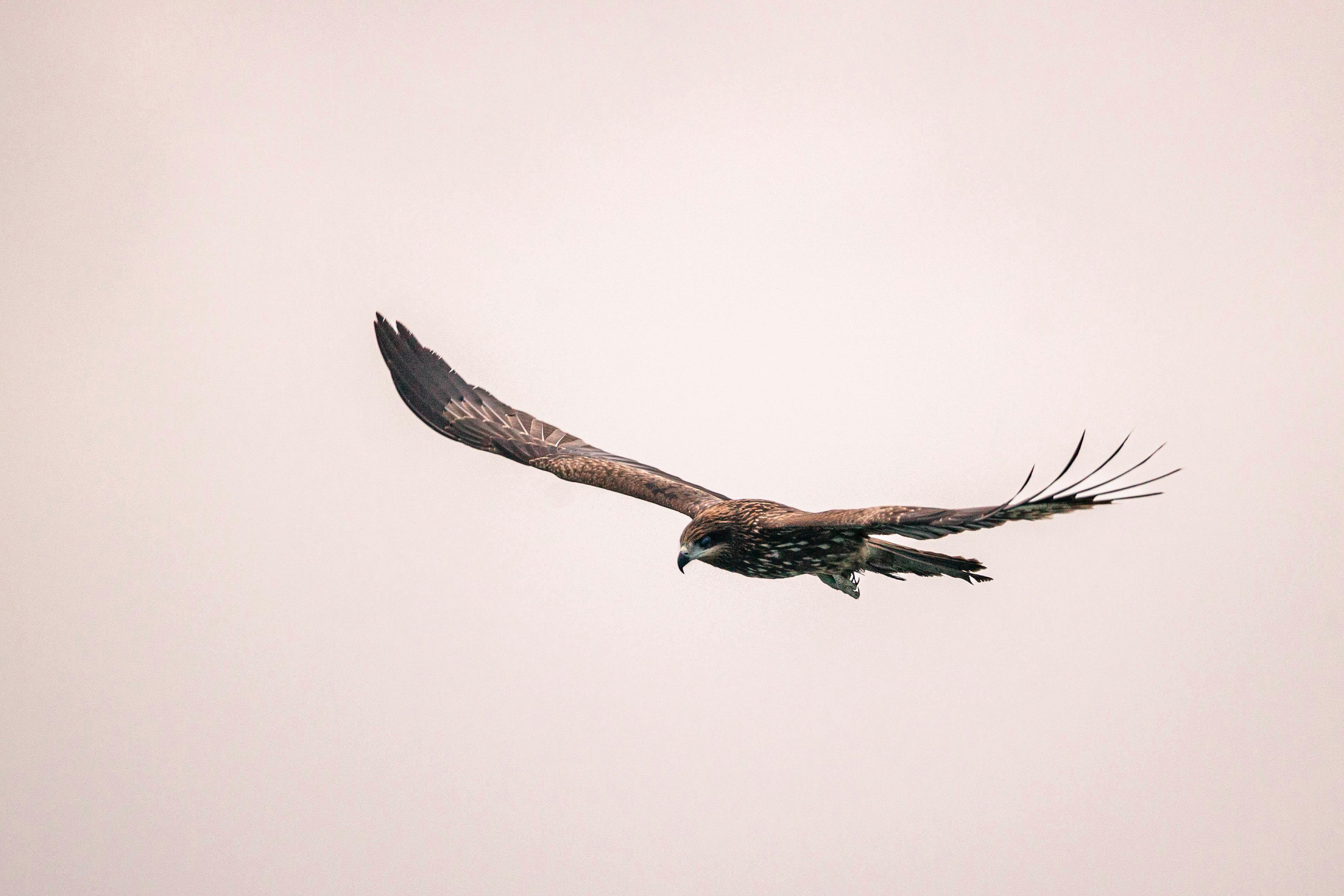Flying Hawk in Air · Free Stock Photo