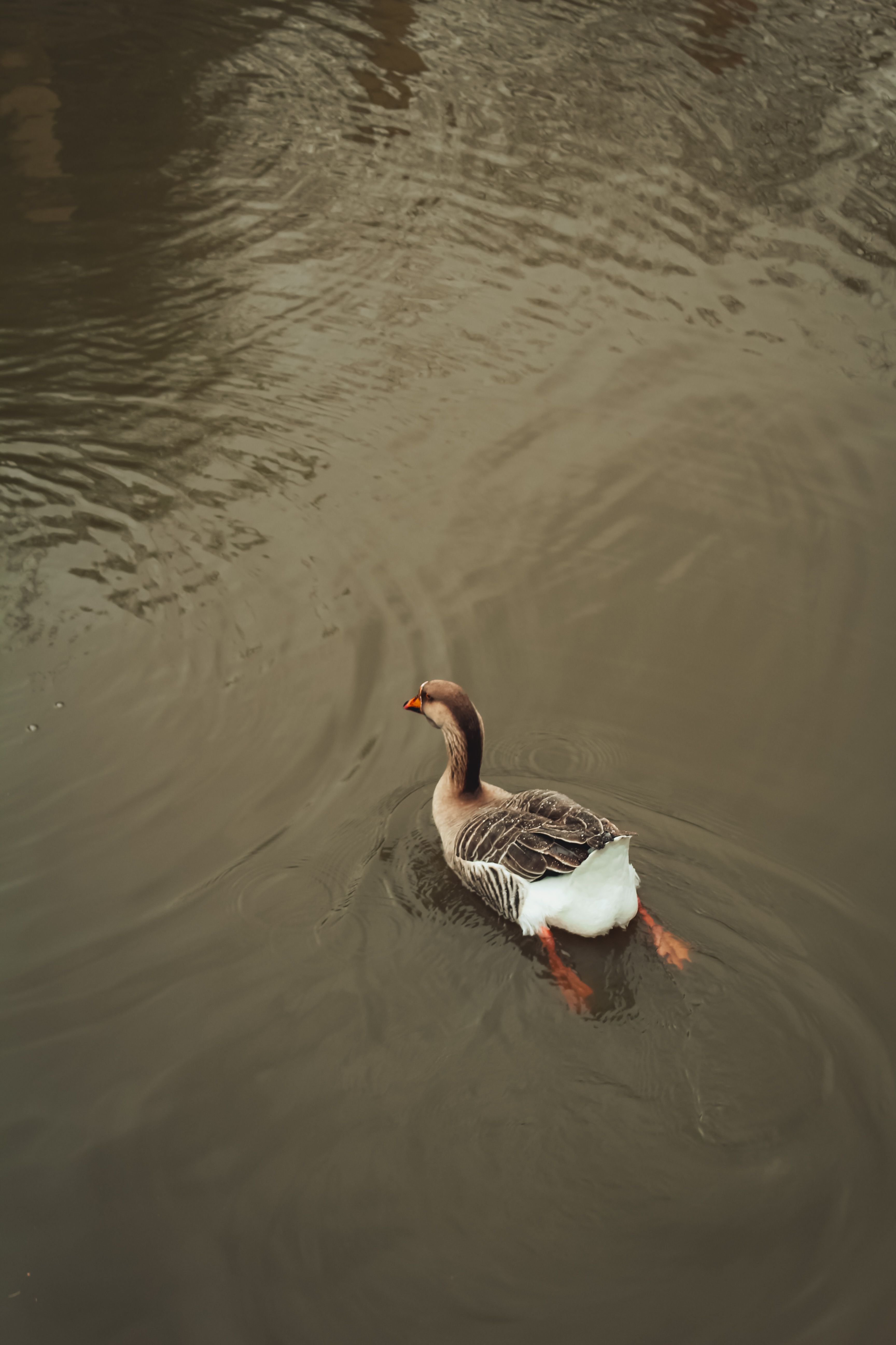 Duck Moby Photos, Download The BEST Free Duck Moby Stock Photos & HD Images