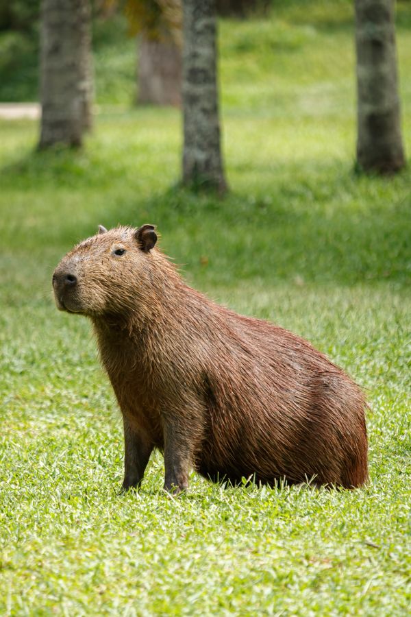 100+ melhores imagens de Capivara · Download 100% grátis · Fotos ...