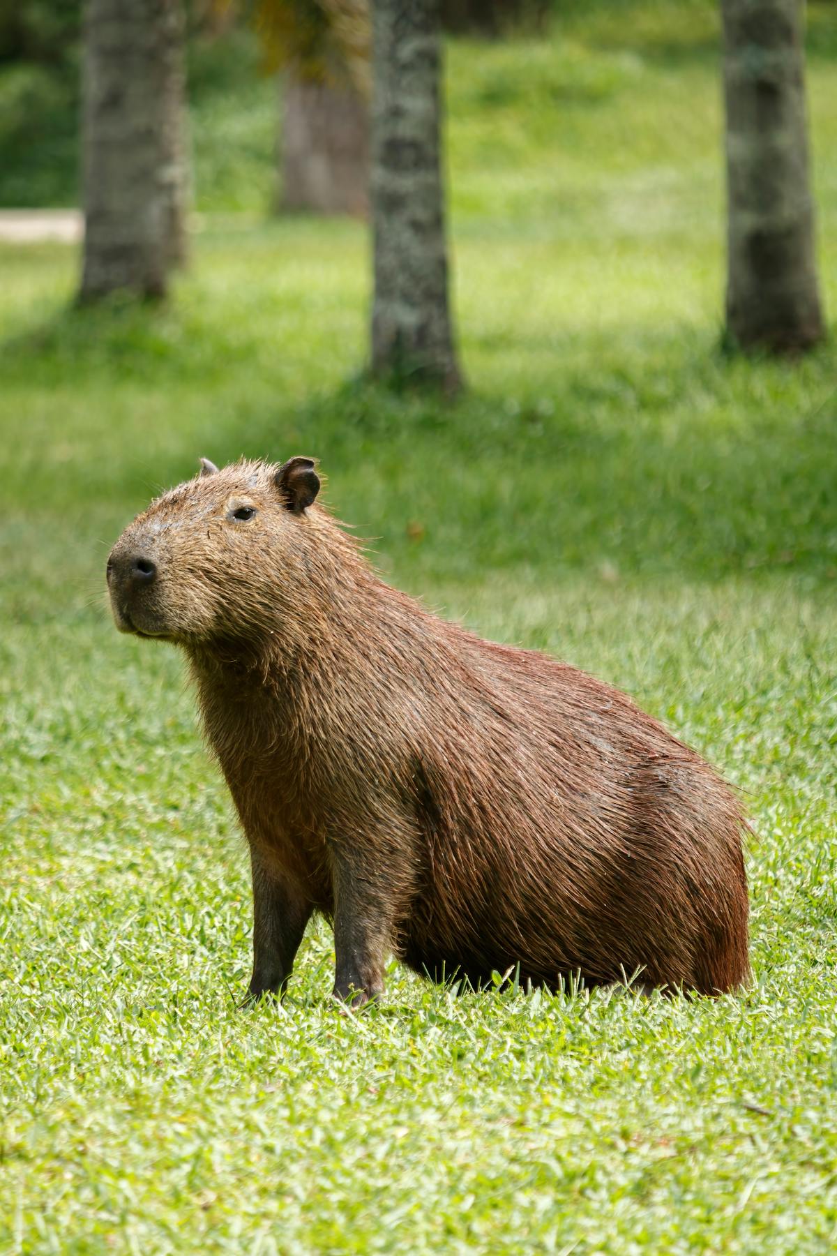 Capybara Chibi Photos, Download The BEST Free Capybara Chibi Stock ...