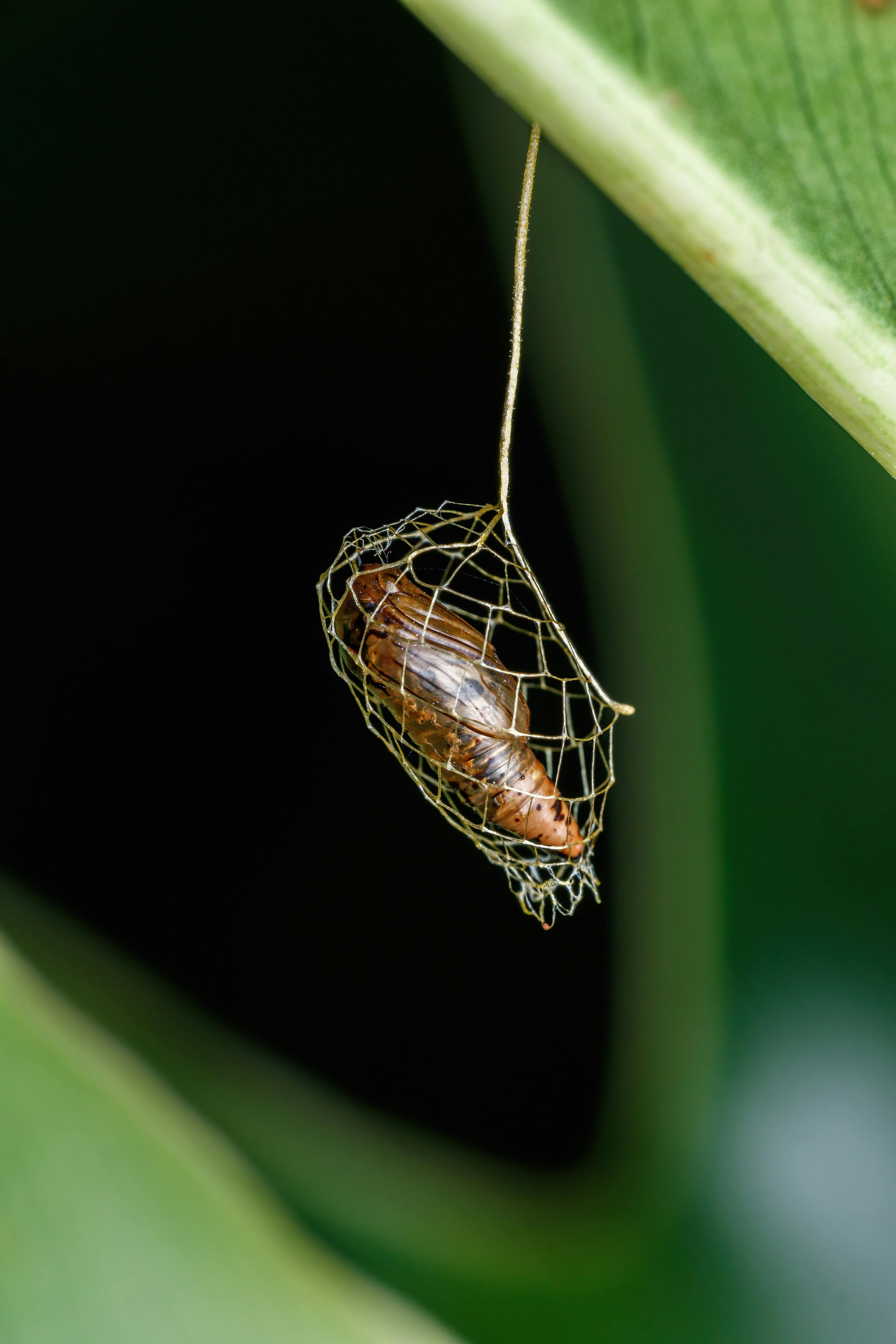 Maggot in Cocoon · Free Stock Photo