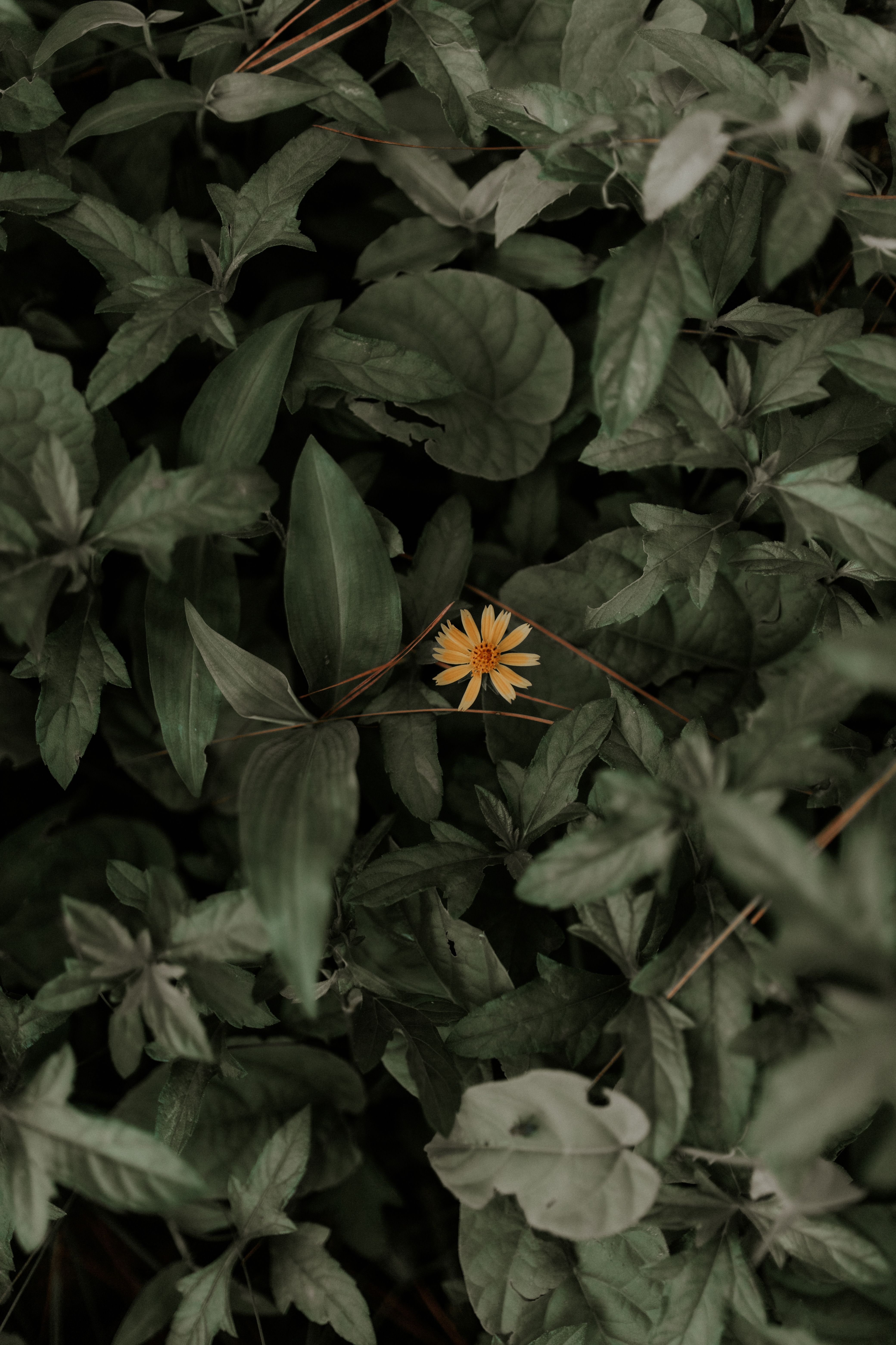 Single Flower among Leaves · Free Stock Photo
