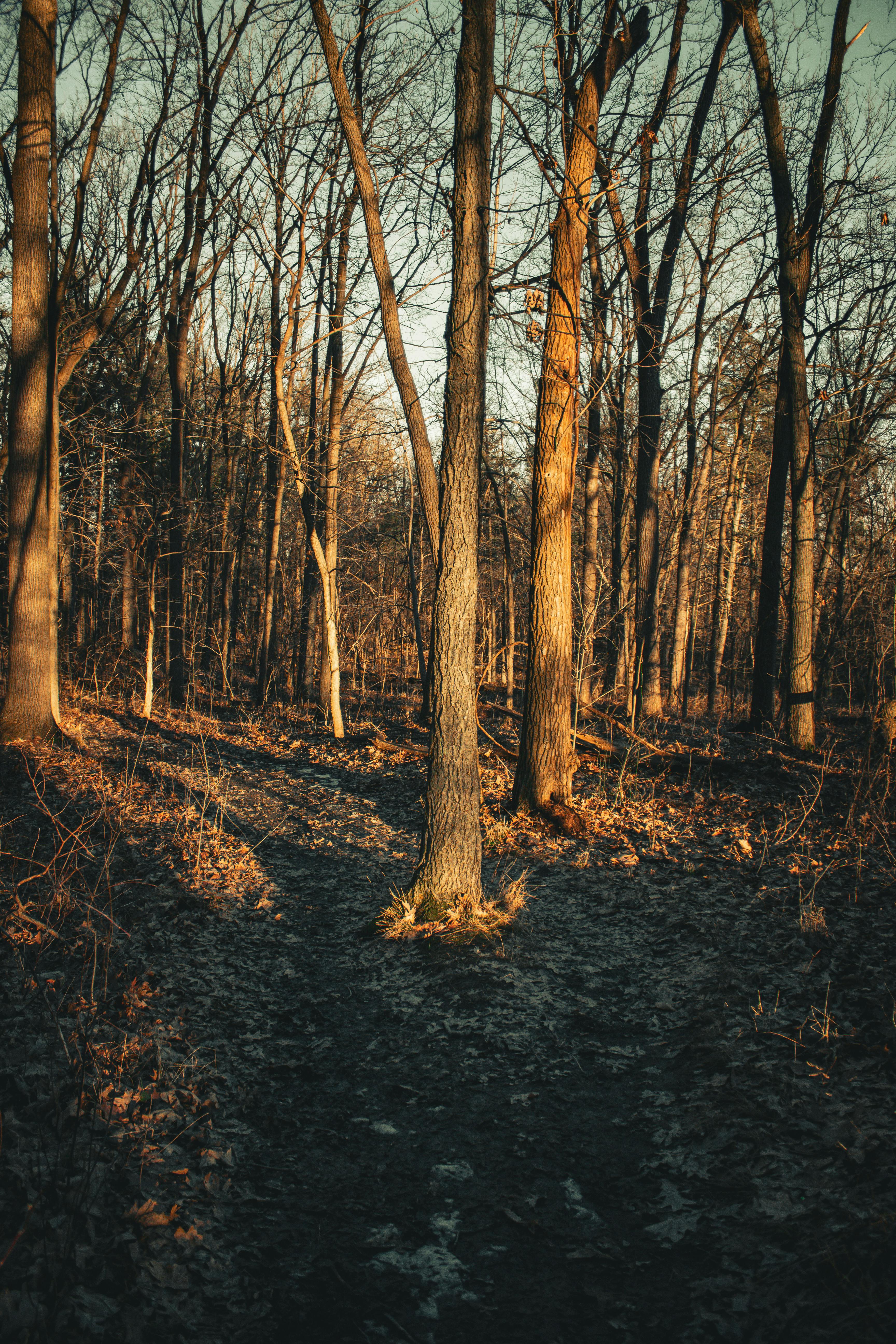 Forest of Leafless Trees in the Light of the Setting Sun · Free Stock Photo