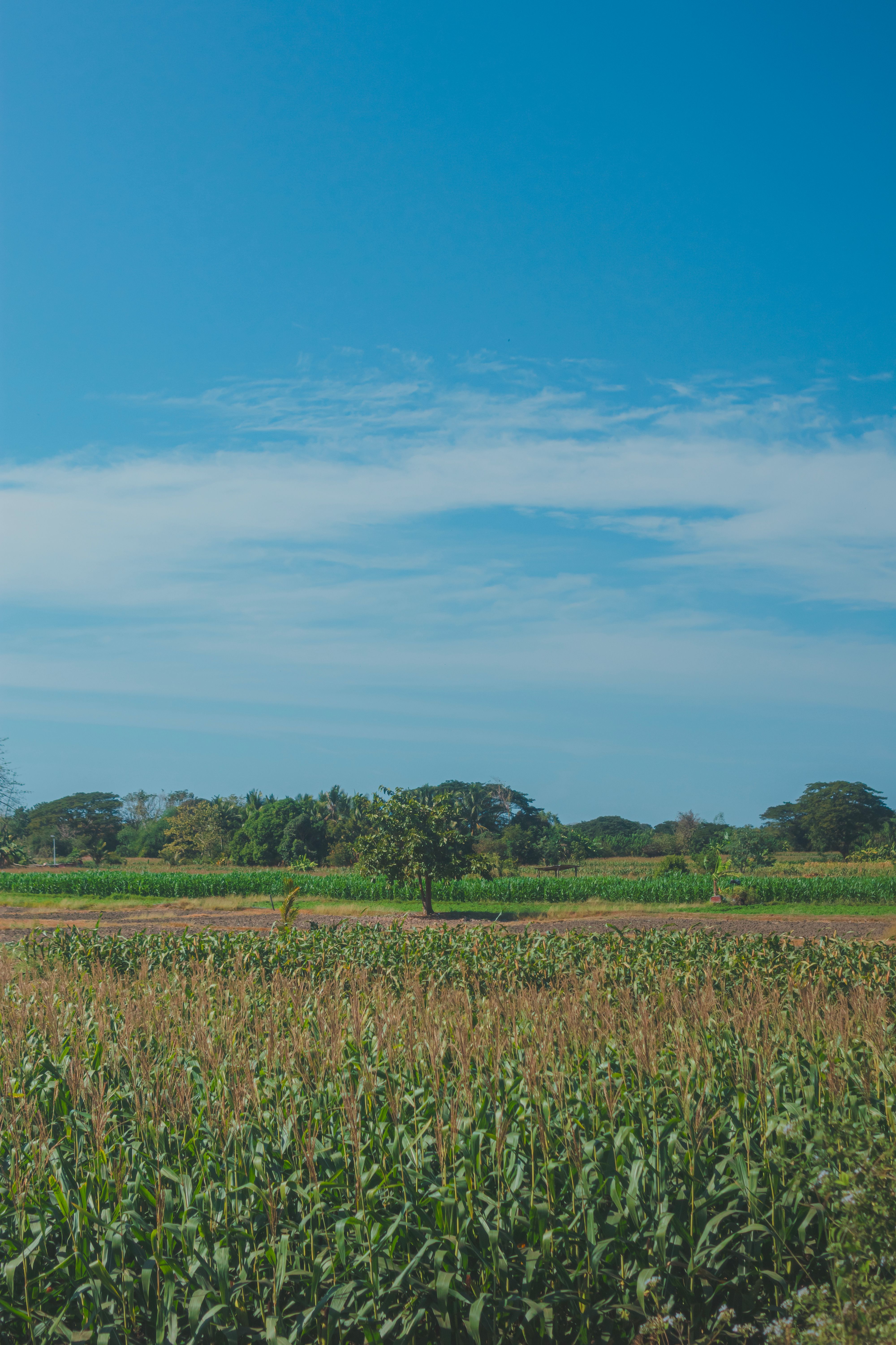 Foto de stock gratuita sobre agricultura, aire fresco, aislado, al aire ...