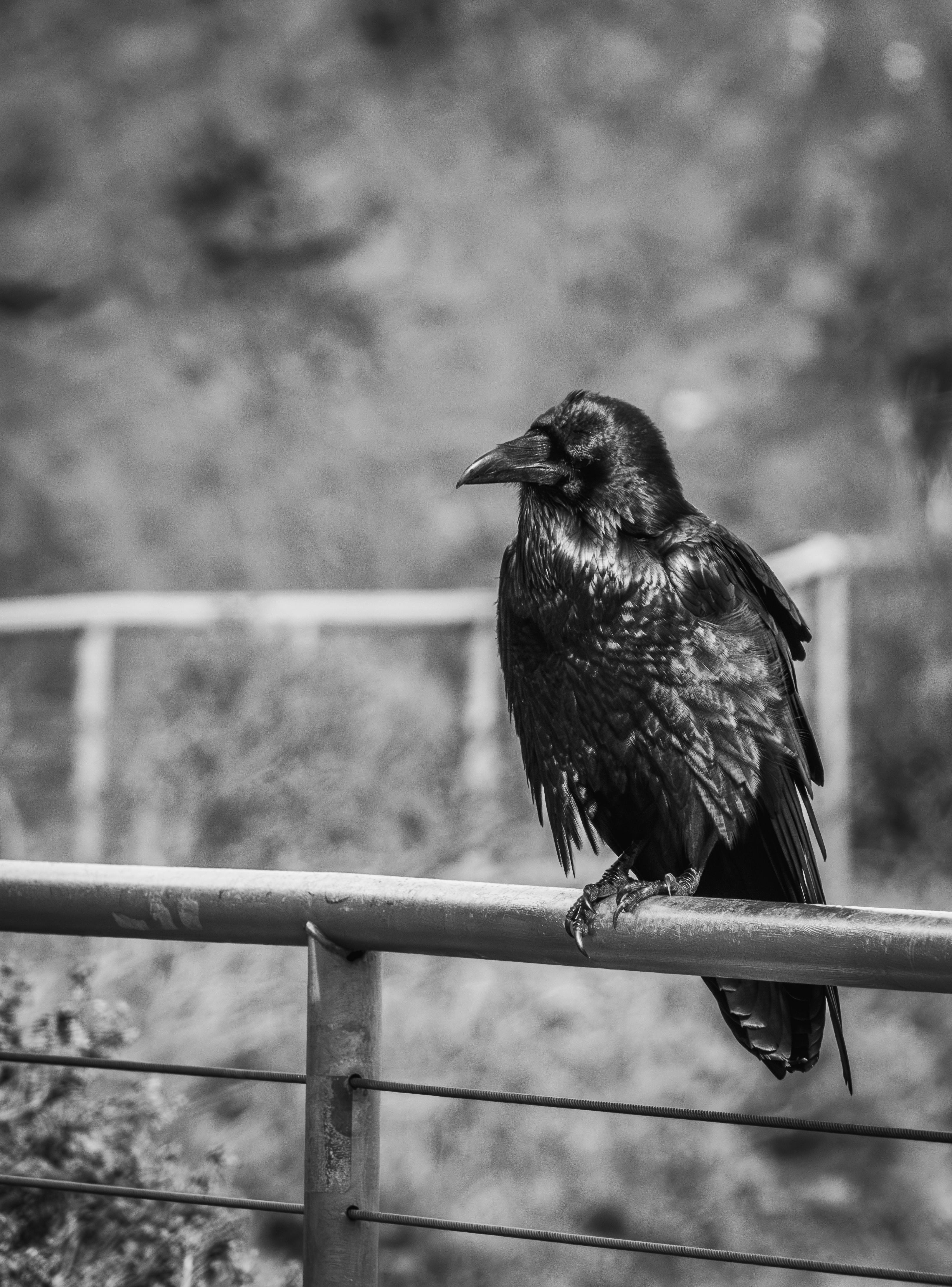 Lock Screen Wallpaper Raven Photos, Download The BEST Free Lock Screen ...