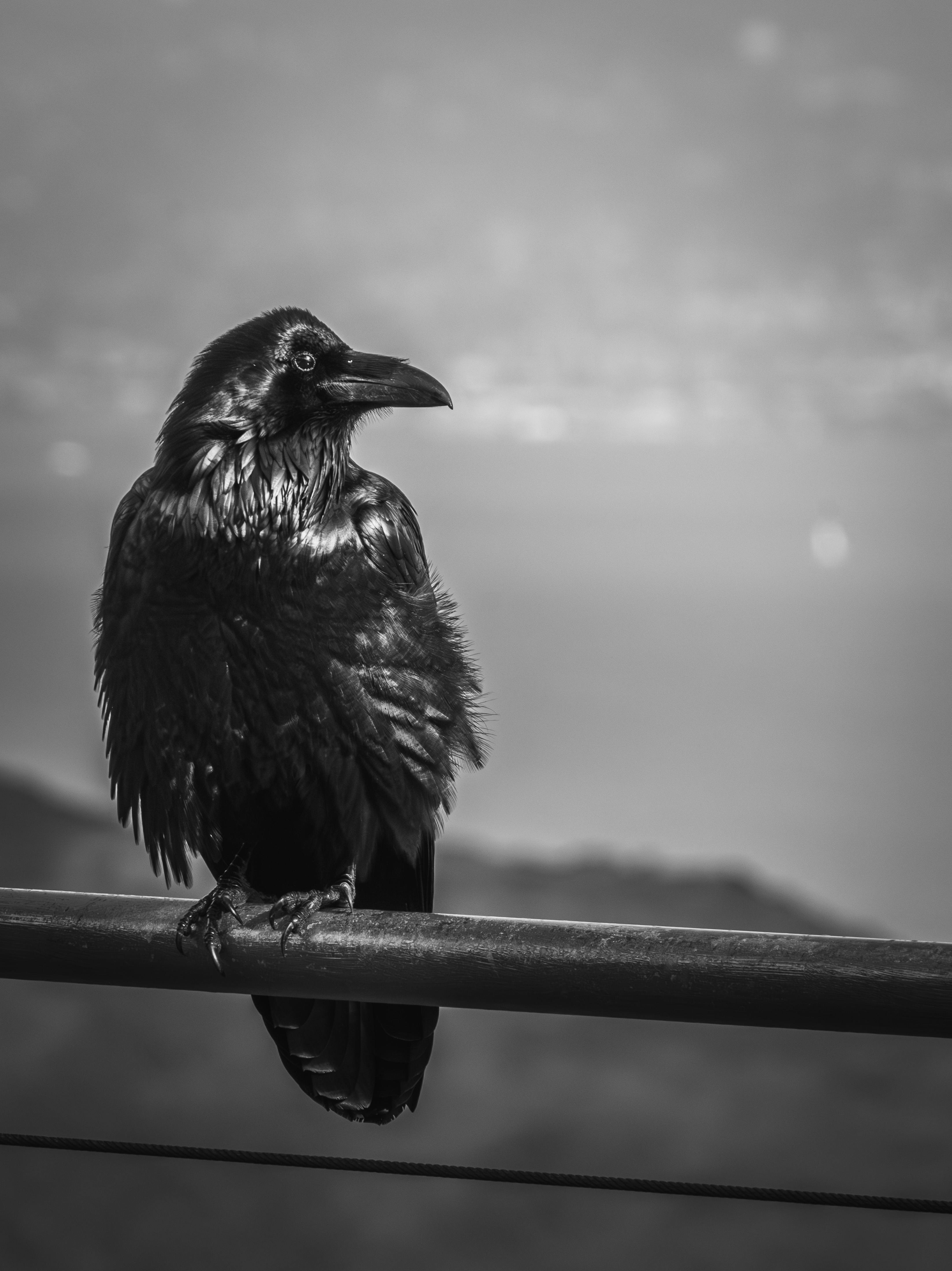 Crow Perching and Looking Away · Free Stock Photo