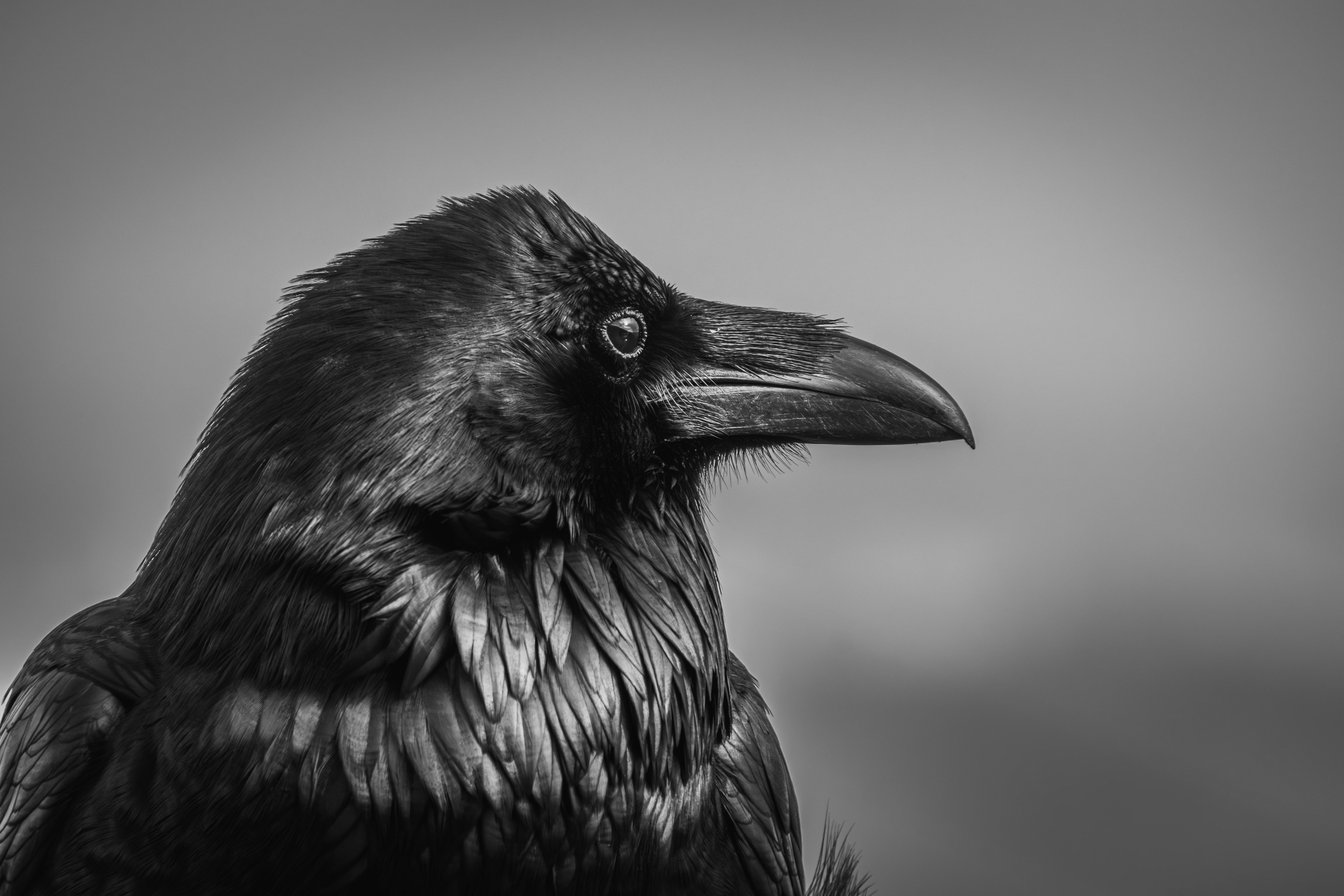 Eagle & Crow Photos, Download The BEST Free Eagle & Crow Stock Photos ...