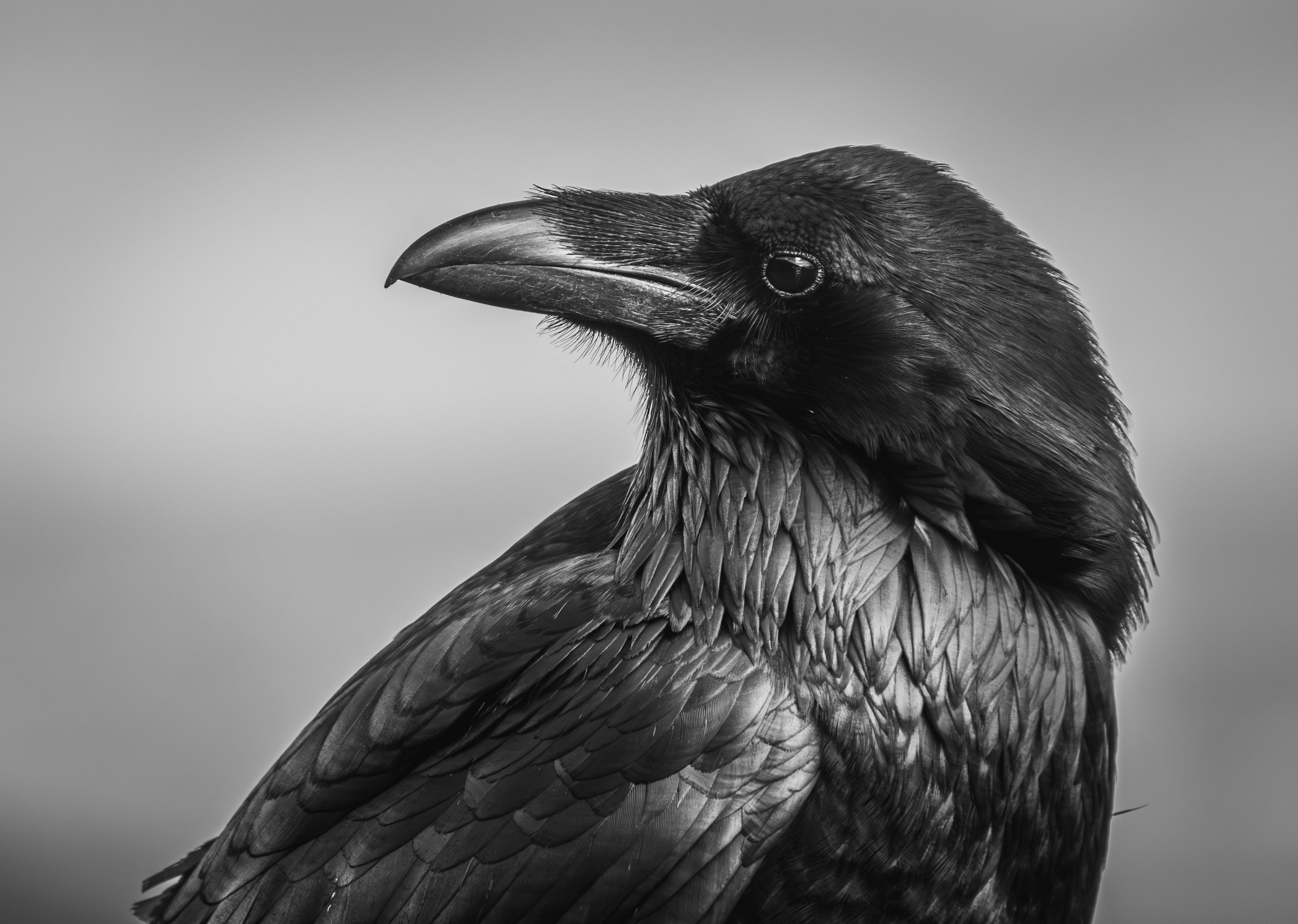 Shallow Focus of Crow · Free Stock Photo