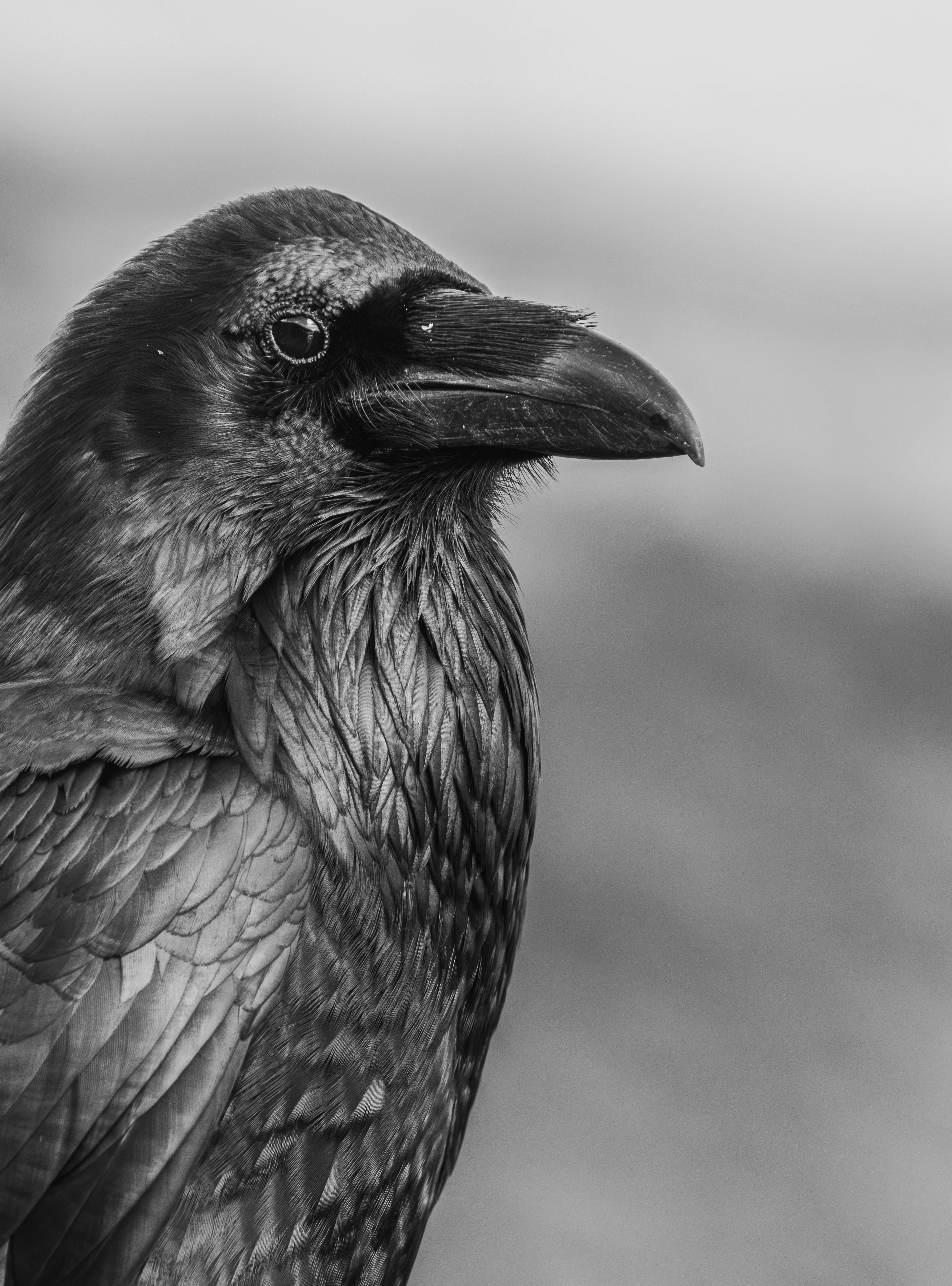 Shallow Focus of Crow · Free Stock Photo