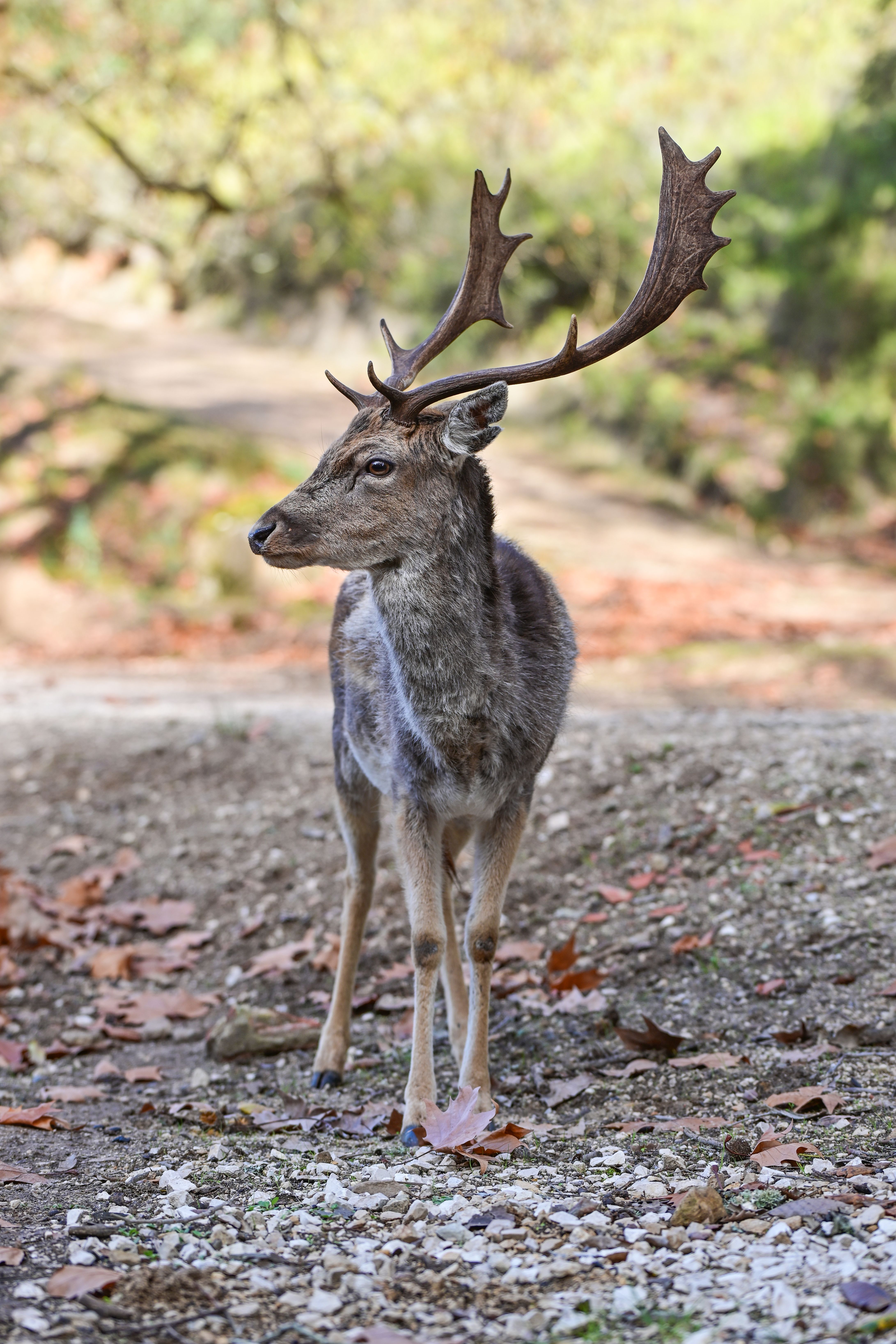 Majestic Fallow Deer in Autumn Forest · Free Stock Photo