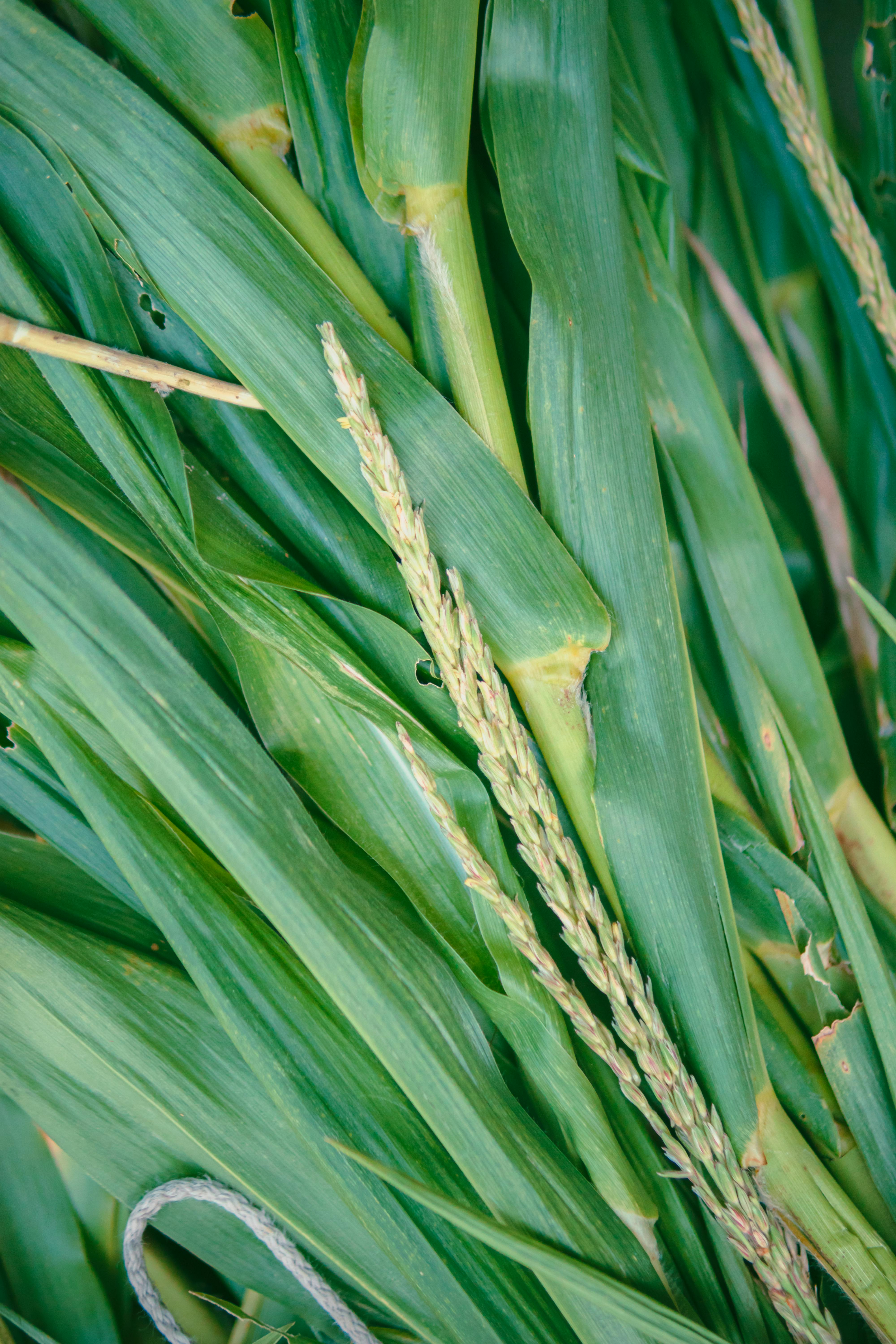 Rice Crop Photos, Download The BEST Free Rice Crop Stock Photos & HD Images