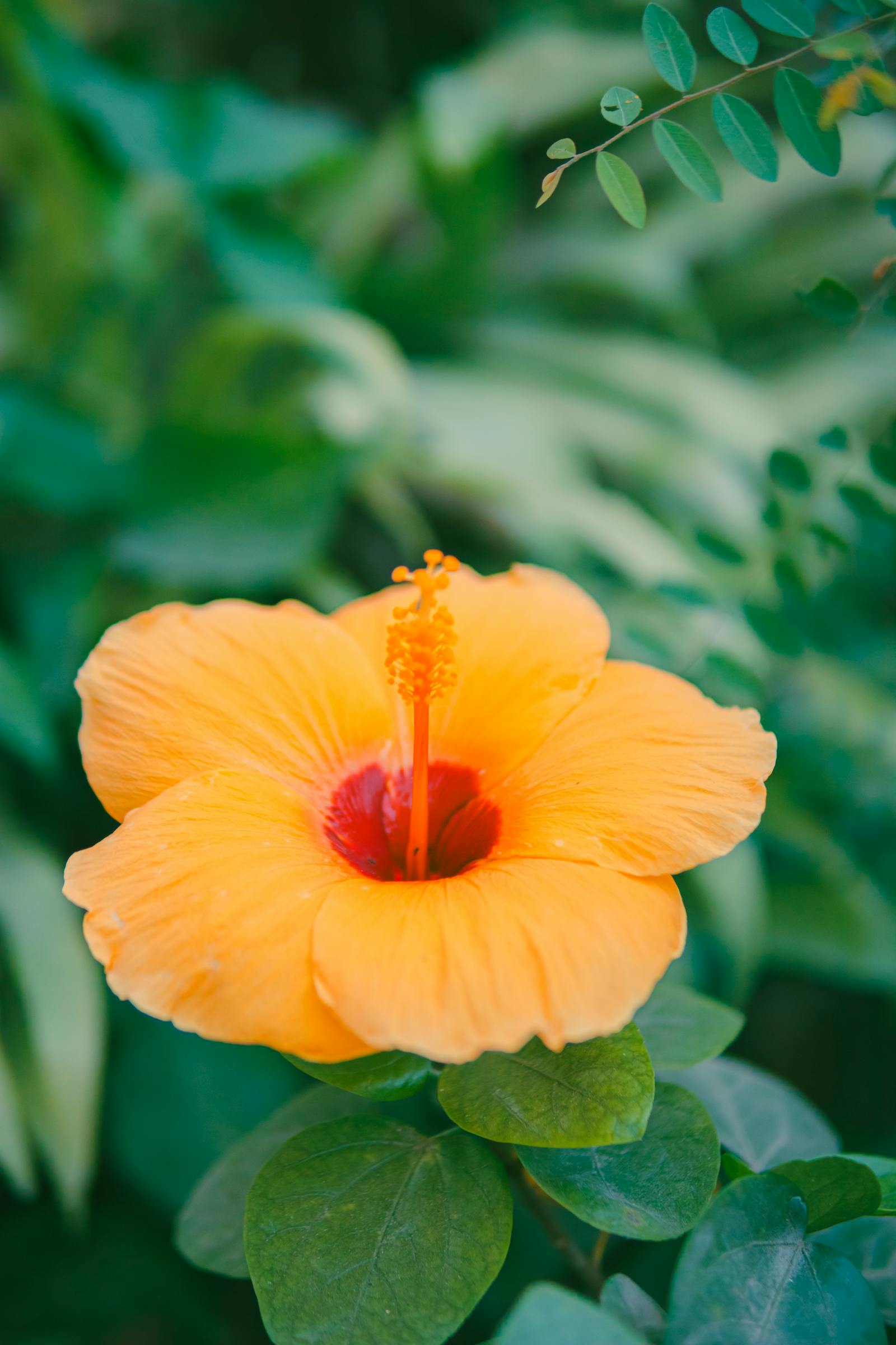 Orange Nature Photos, Download The BEST Free Orange Nature Stock Photos ...