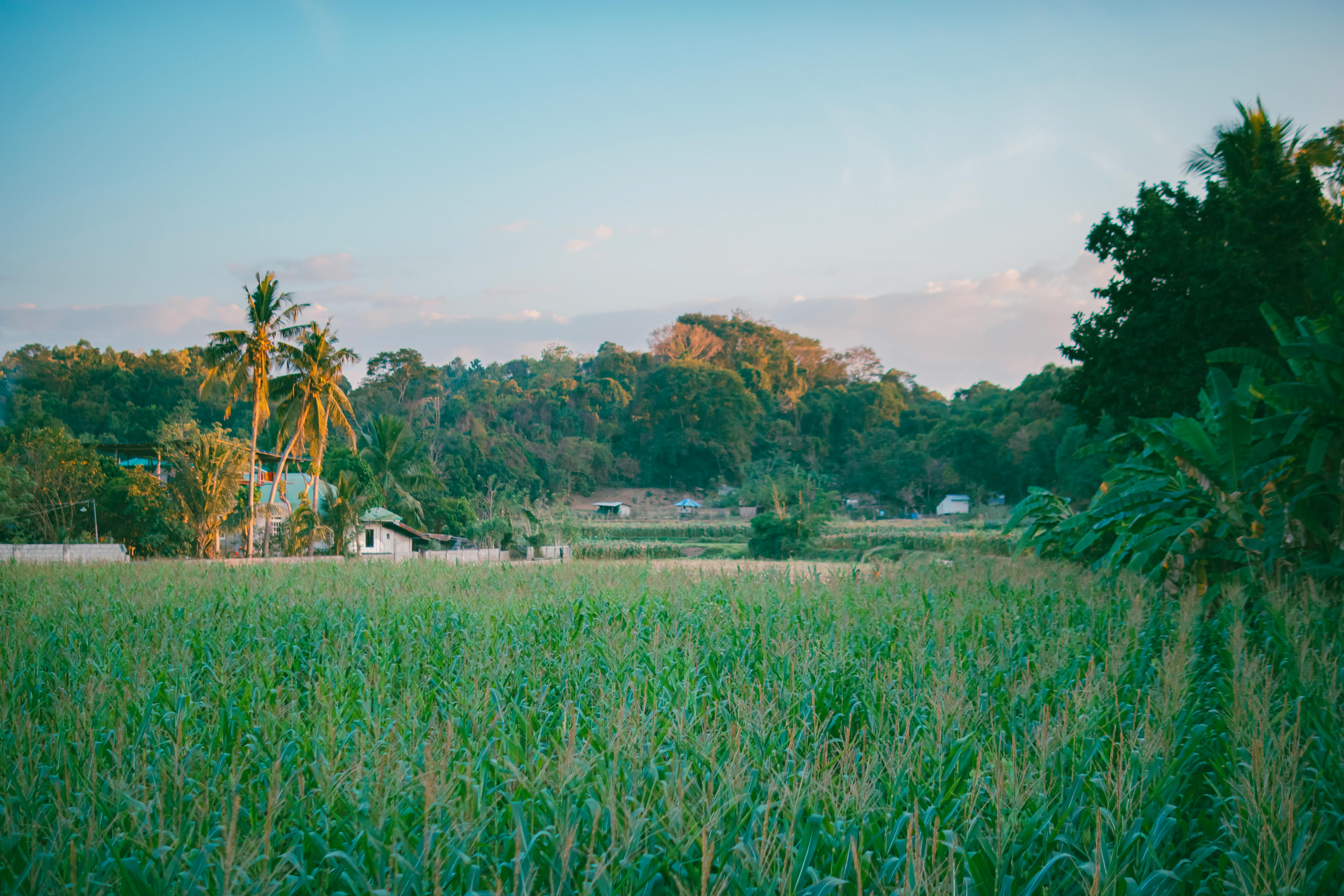 Cropland in Tropical Landscape · Free Stock Photo