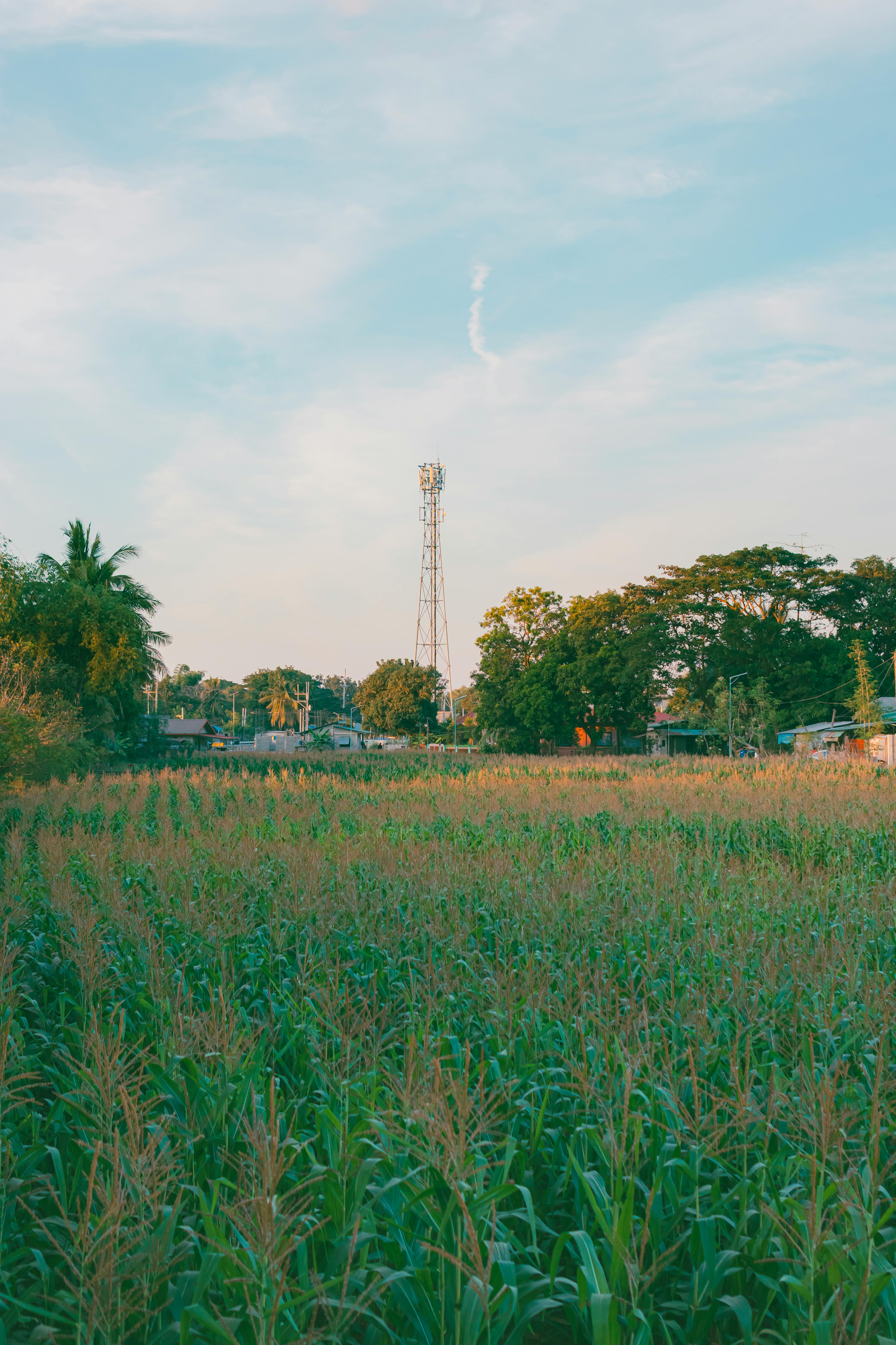 Farm with Corn Field · Free Stock Photo