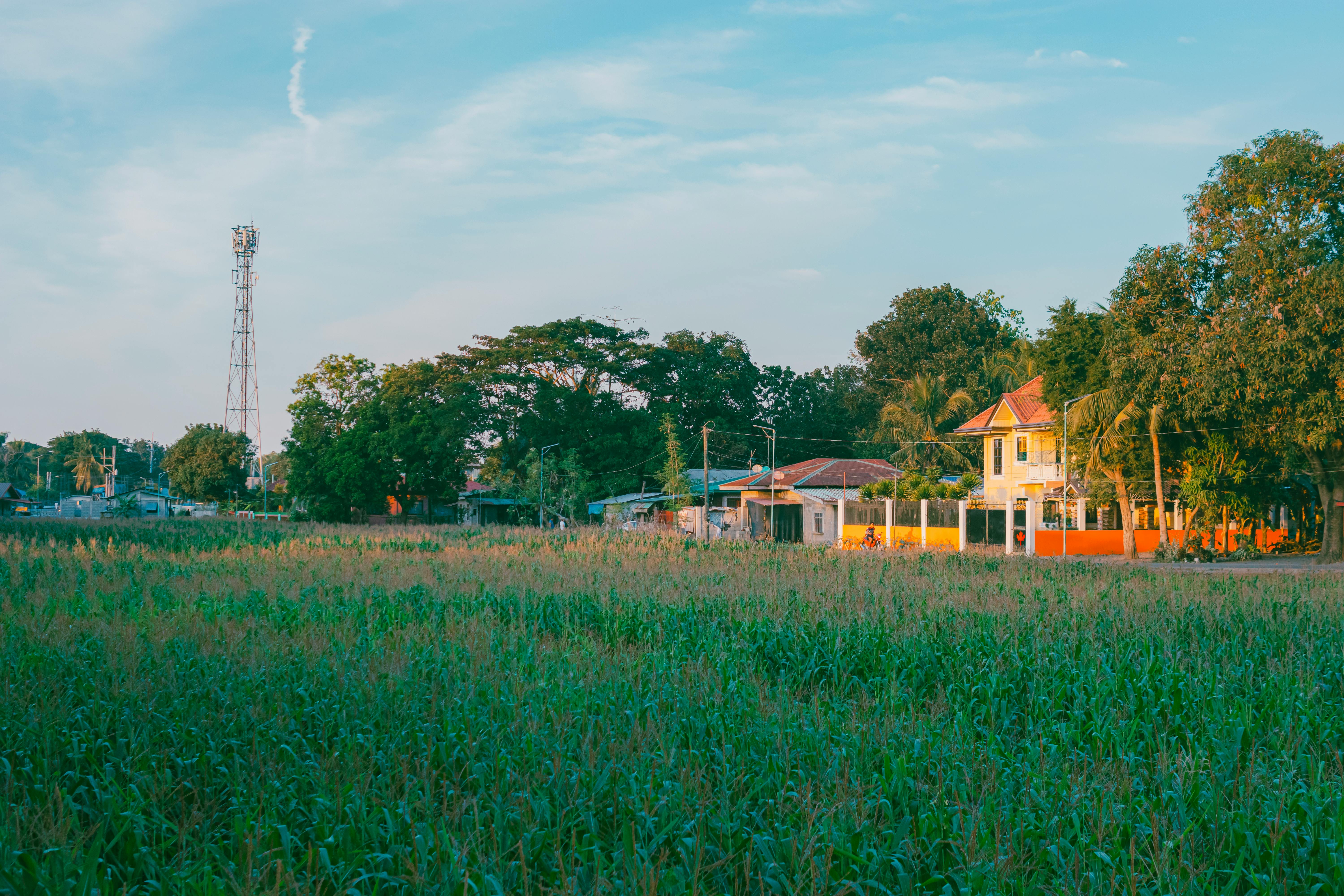 Corn Field by Farmhouse · Free Stock Photo